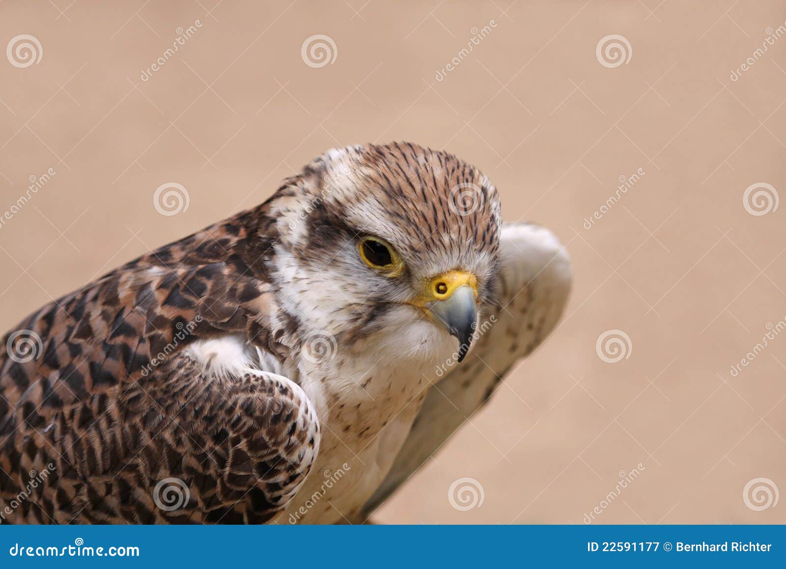 Saker Falcon stock image. Image of nature, cherrug, hunting - 22591177