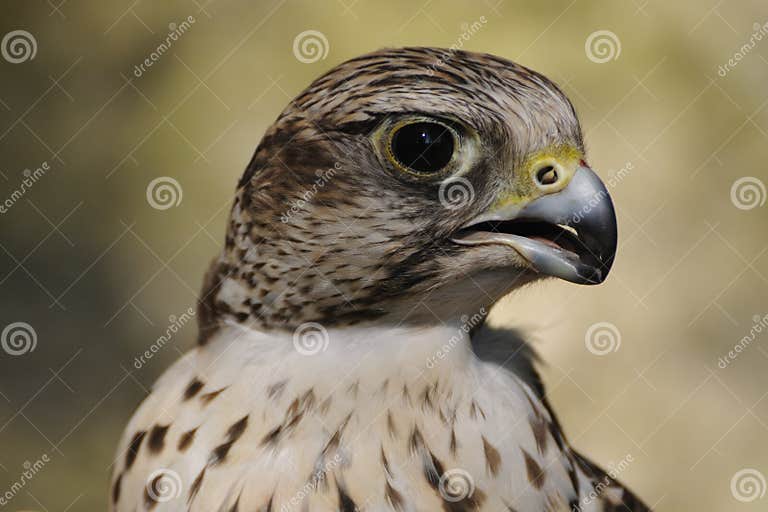 Saker Falcon stock image. Image of beauty, black, beautiful - 24188985