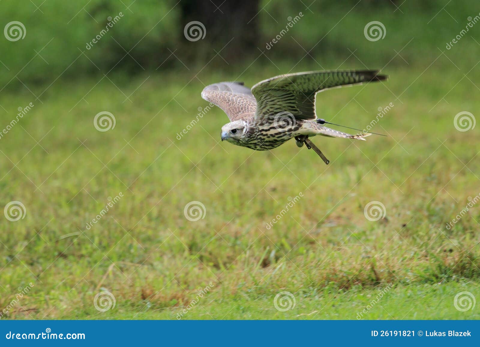 Saker falcon stock image. Image of saker, animal, grass - 26191821