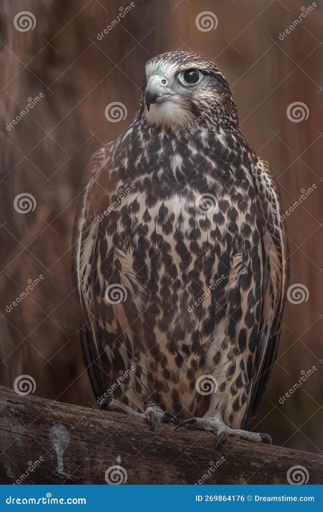 Saker falcon stock photo. Image of face, black, hawk - 269864176