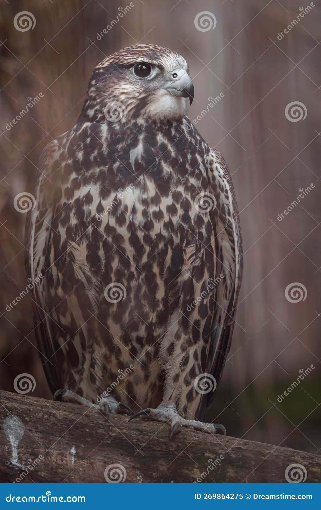 Saker falcon stock image. Image of american, hunting - 269864275