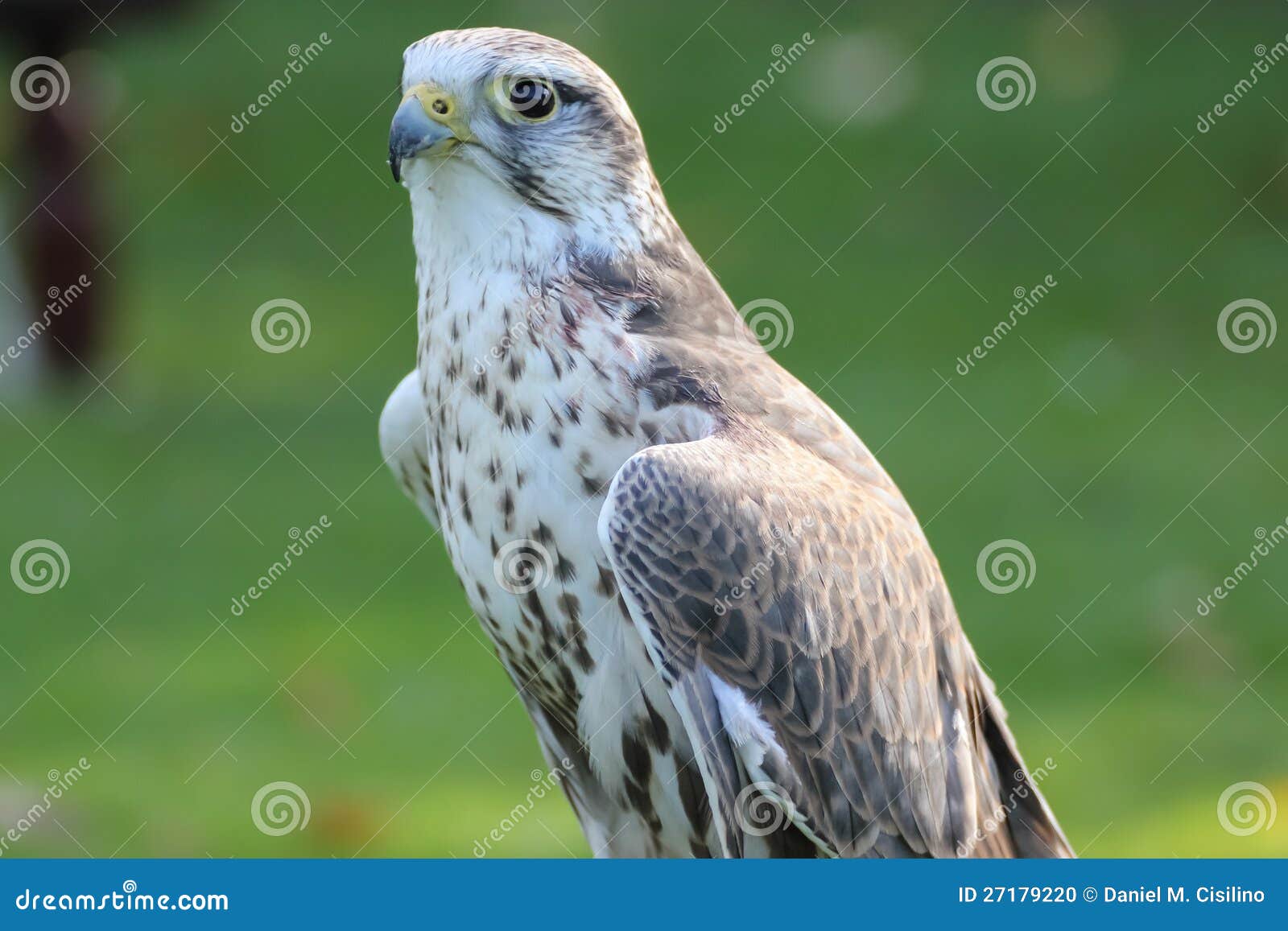 Saker falcon stock photo. Image of ethiopia, hawk, captive - 27179220