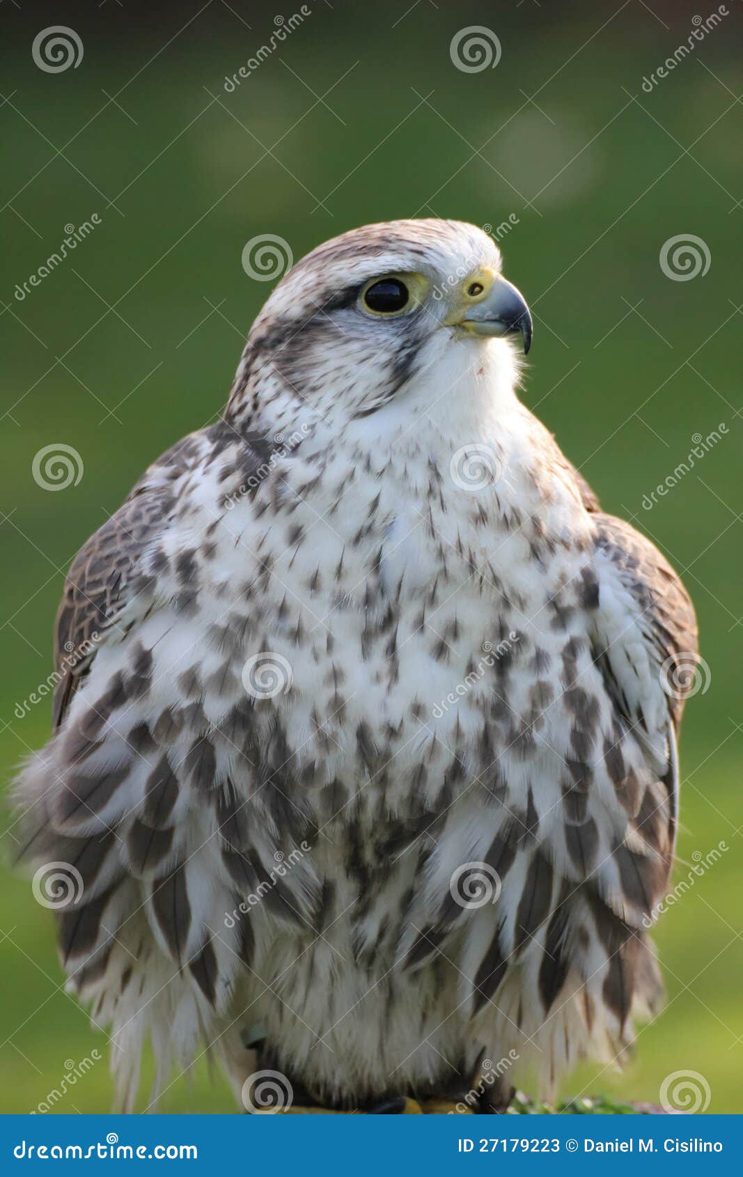 Saker falcon stock image. Image of hawk, exotic, feathers - 27179223