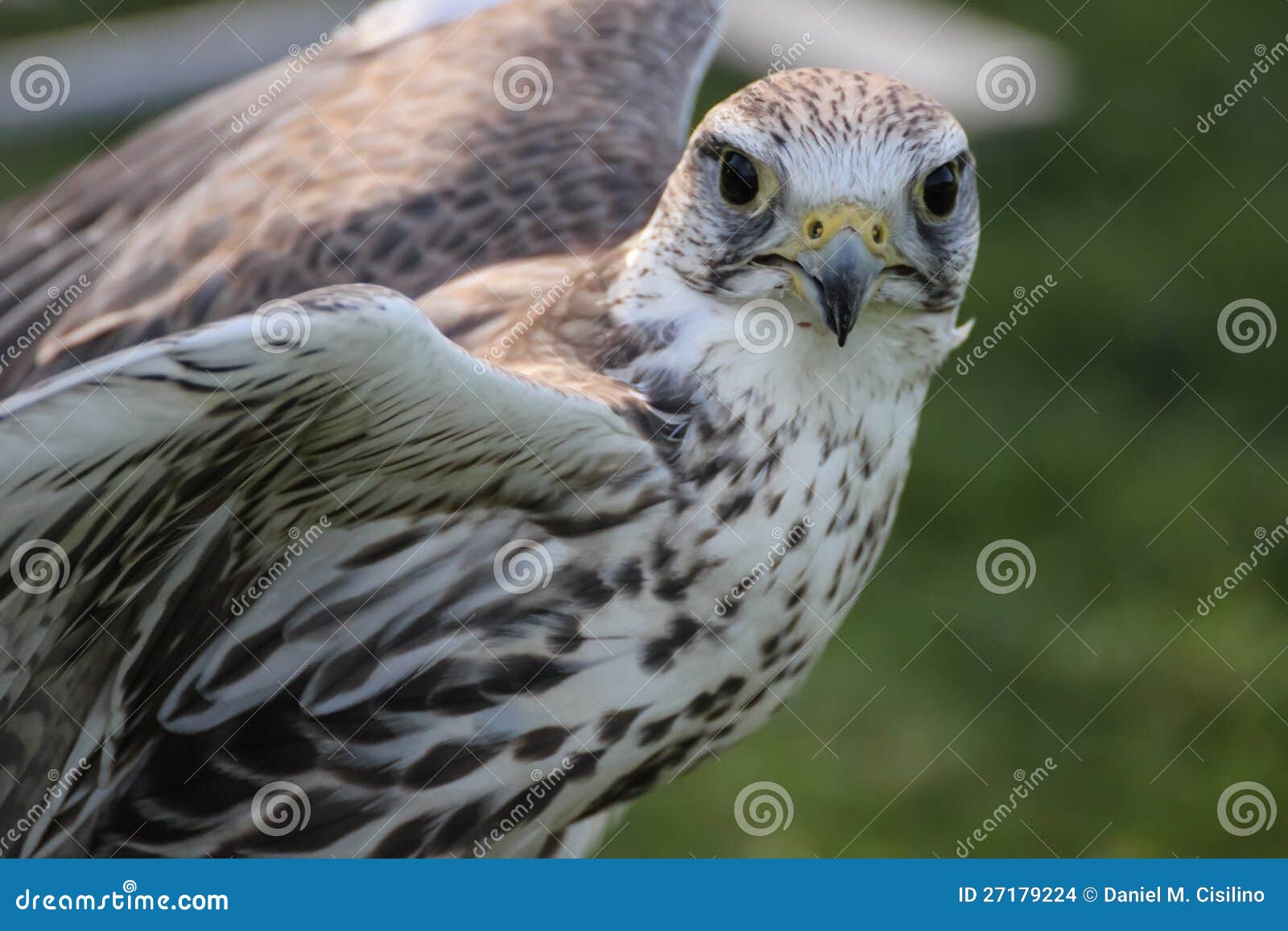 Saker falcon stock photo. Image of falconer, carnivore - 27179224