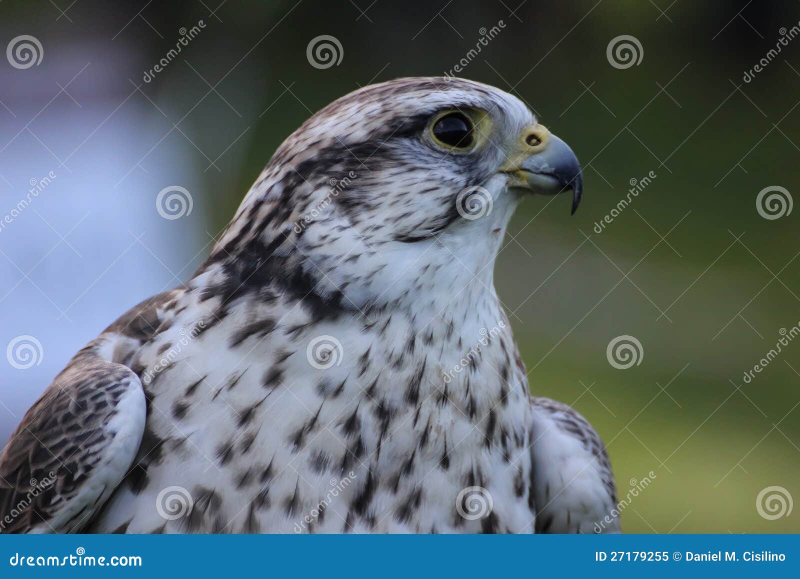 Saker falcon stock image. Image of feather, falcon, falconry - 27179255