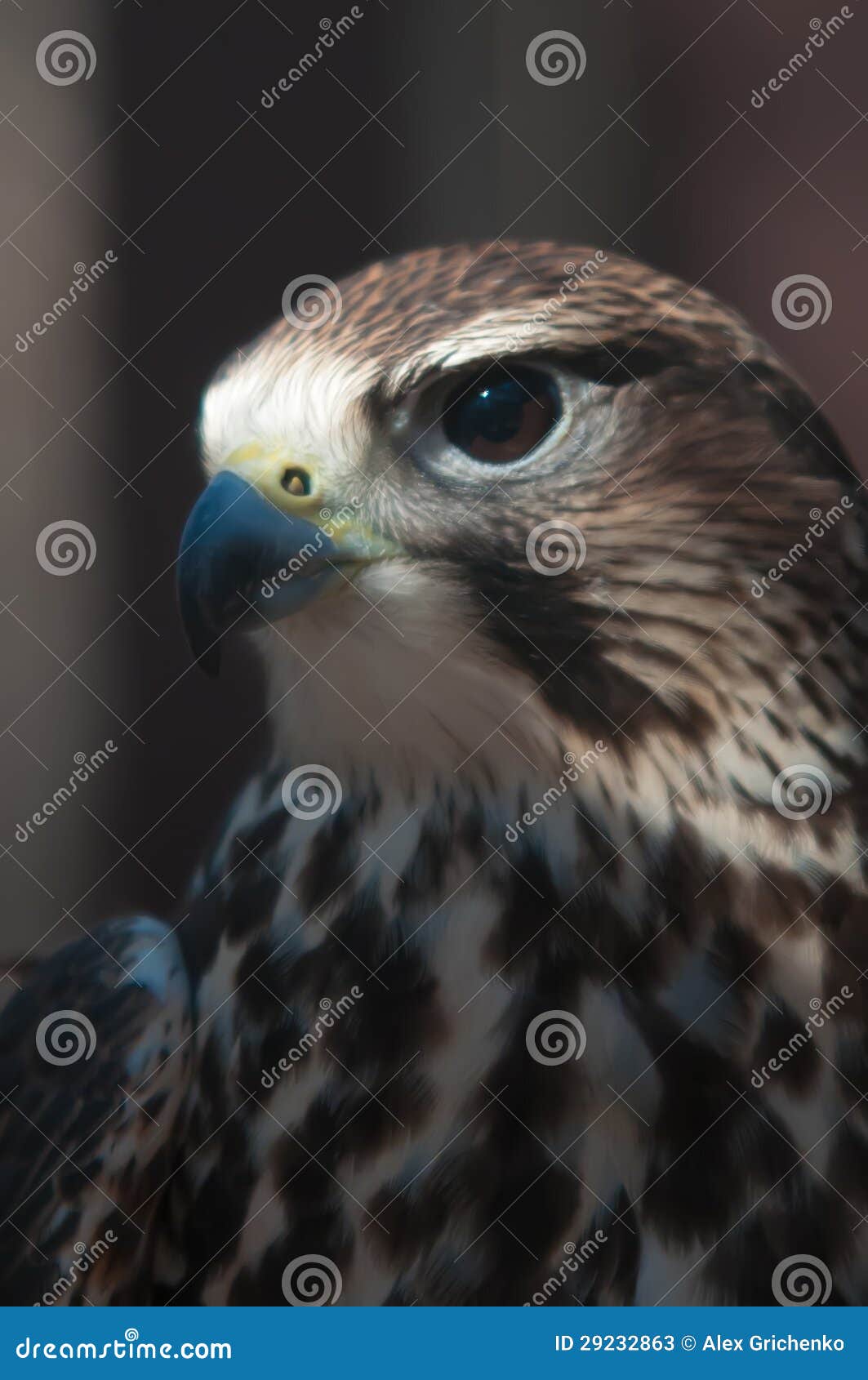 Saker Falcon Picture. Image: 29232863