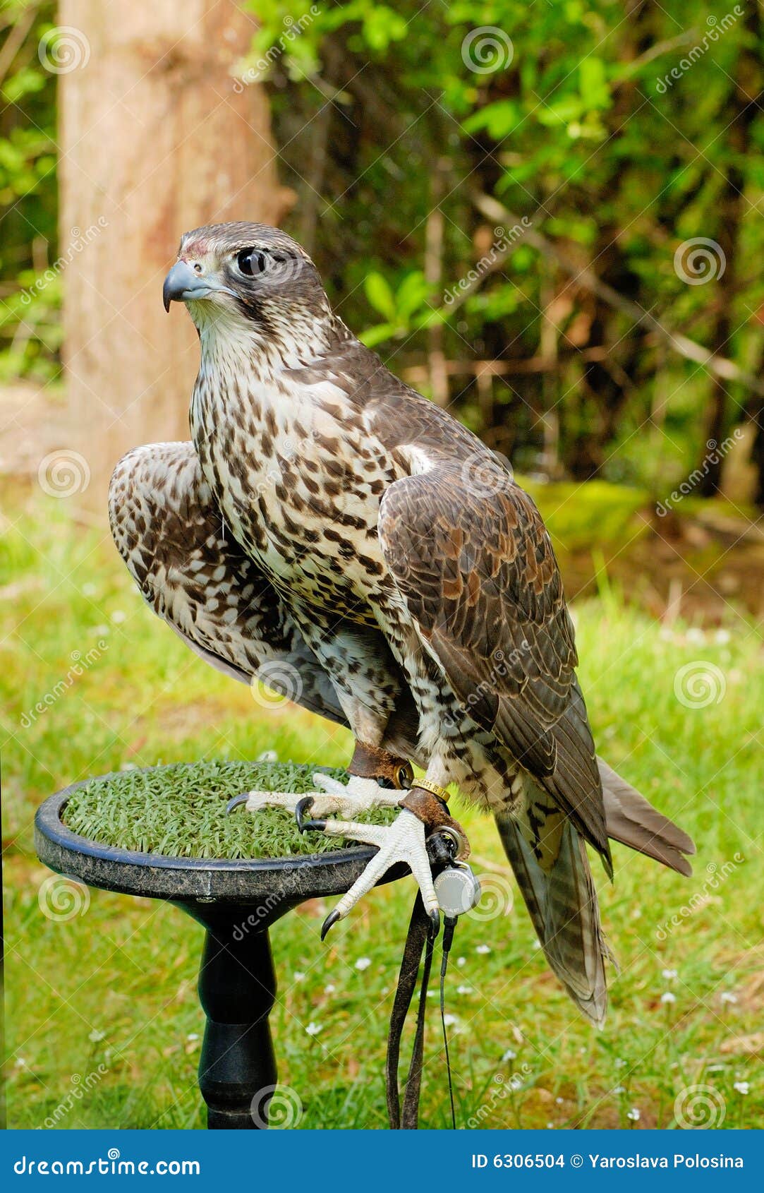 Saker Falcon stock photo. Image of raptor, falcon, animal - 6306504