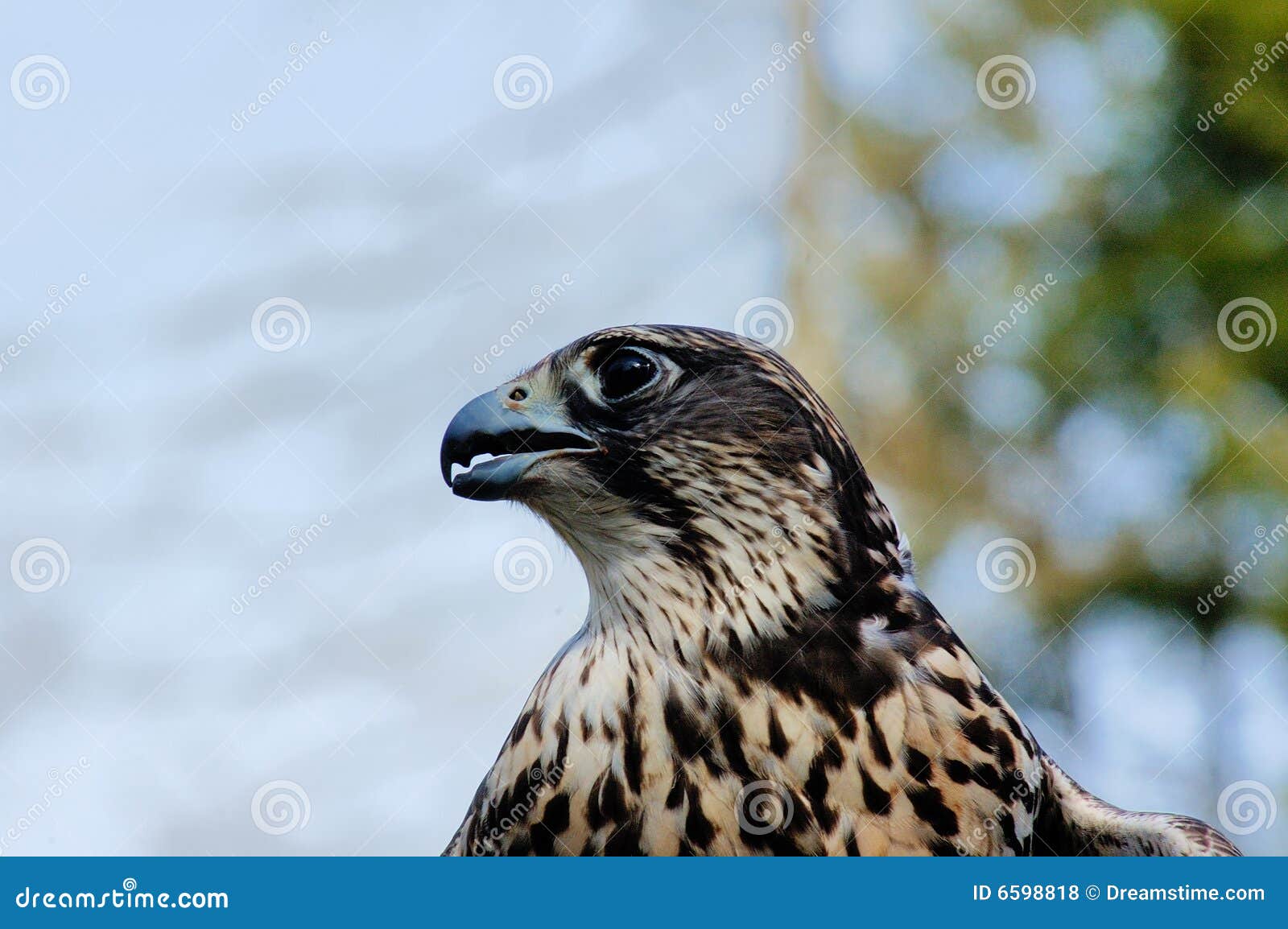 Saker Falcon stock photo. Image of falconry, wildlife - 6598818