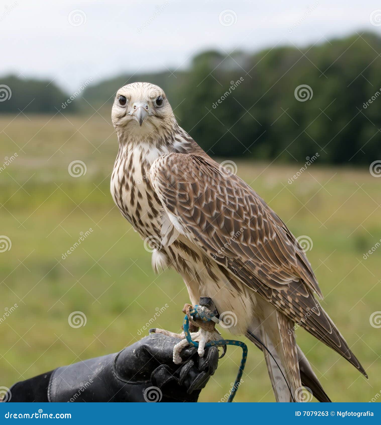 Saker Falcon Stock Image | CartoonDealer.com #7193809
