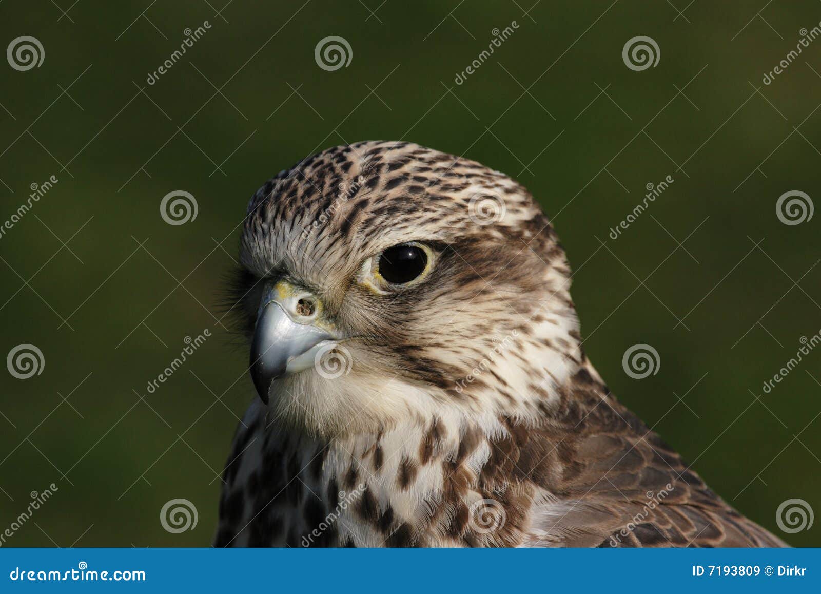 Saker Falcon stock image. Image of head, bill, animal - 7193809