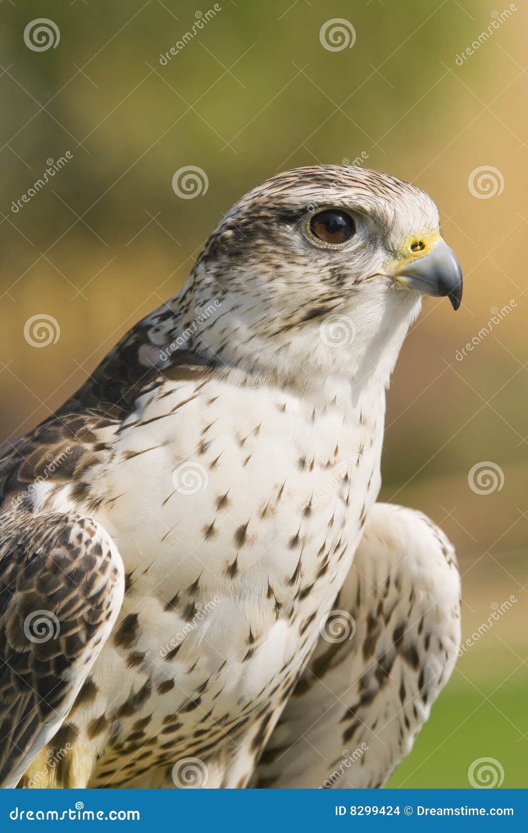 Saker Falcon stock photo. Image of bird, saker, plumage - 8299424