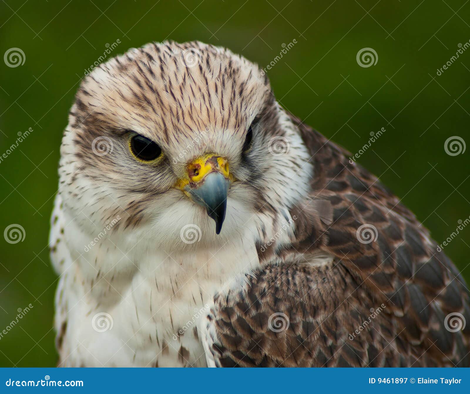 Saker Falcon stock image. Image of bird, falconry, royal - 9461897