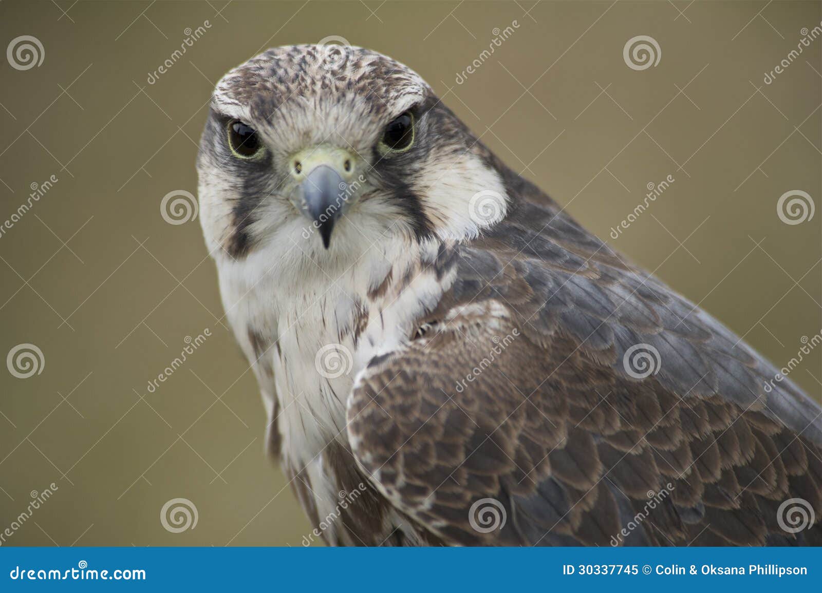Saker Falcon stock image. Image of bill, falcon, falconry - 30337745