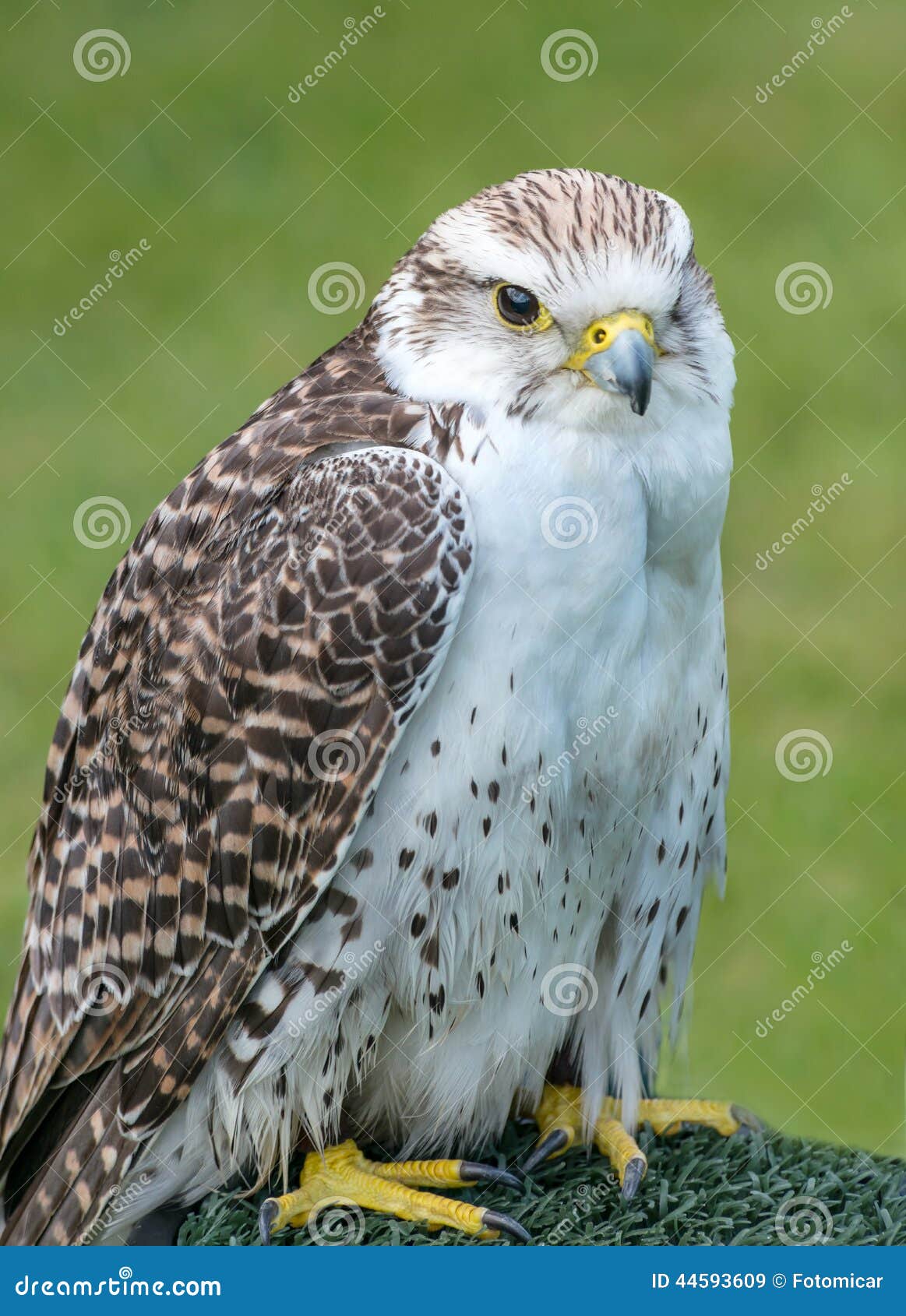 Saker Falcon stock image. Image of hybrid, bird, asaker - 44593609