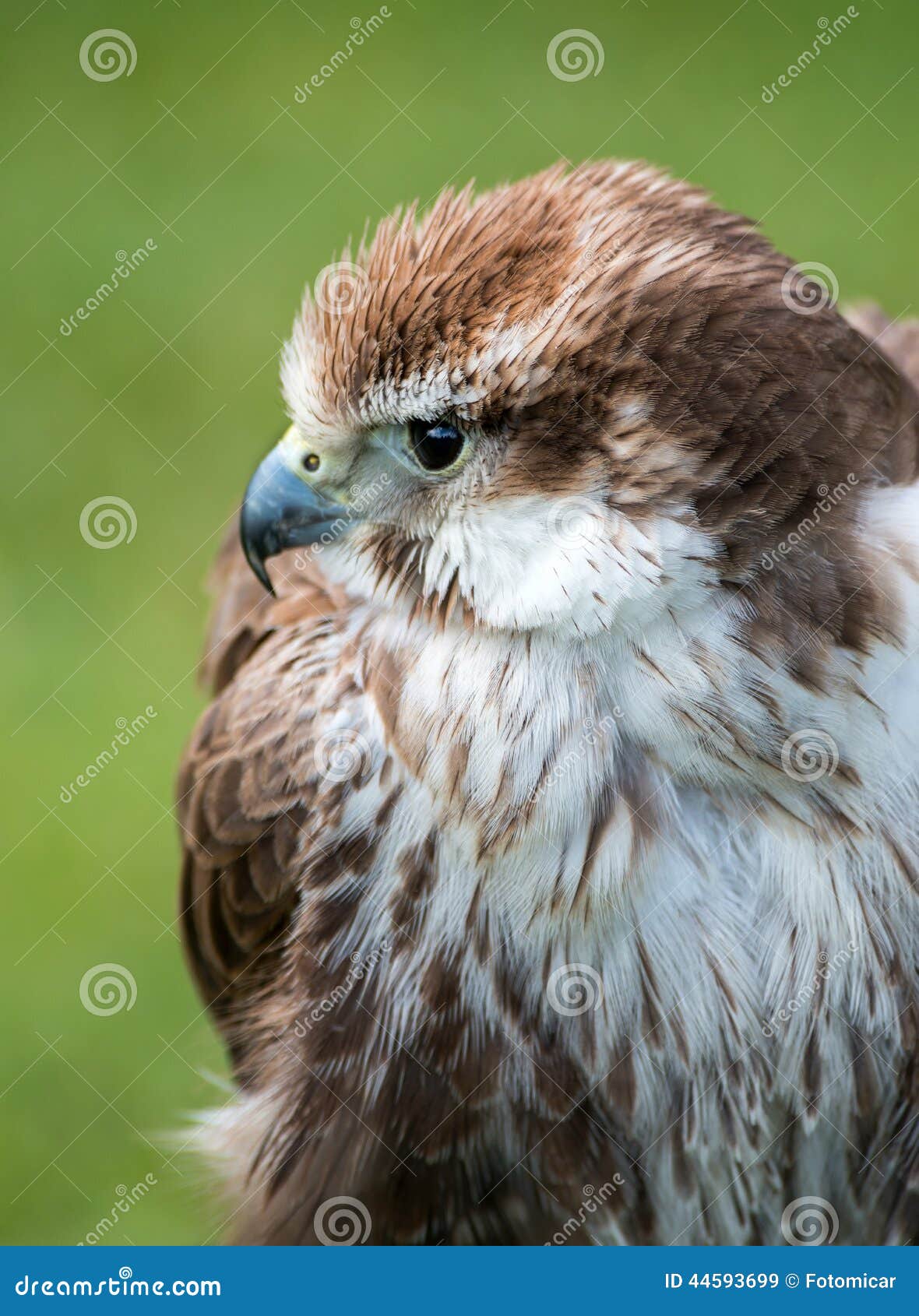 Saker Falcon stock image. Image of talons, avian, space - 44593699