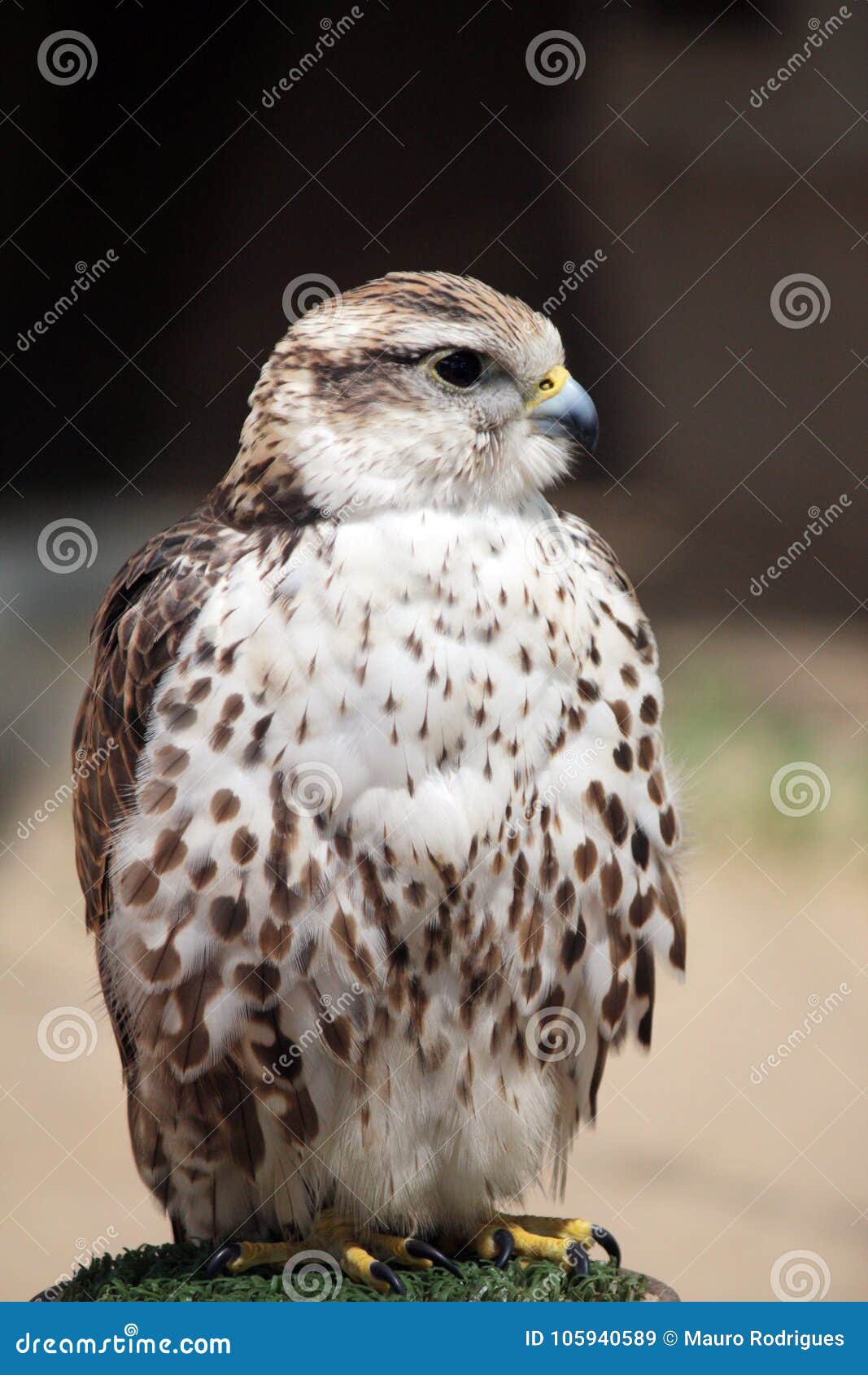 Saker falcon stock image. Image of carnivores, falconry - 105940589