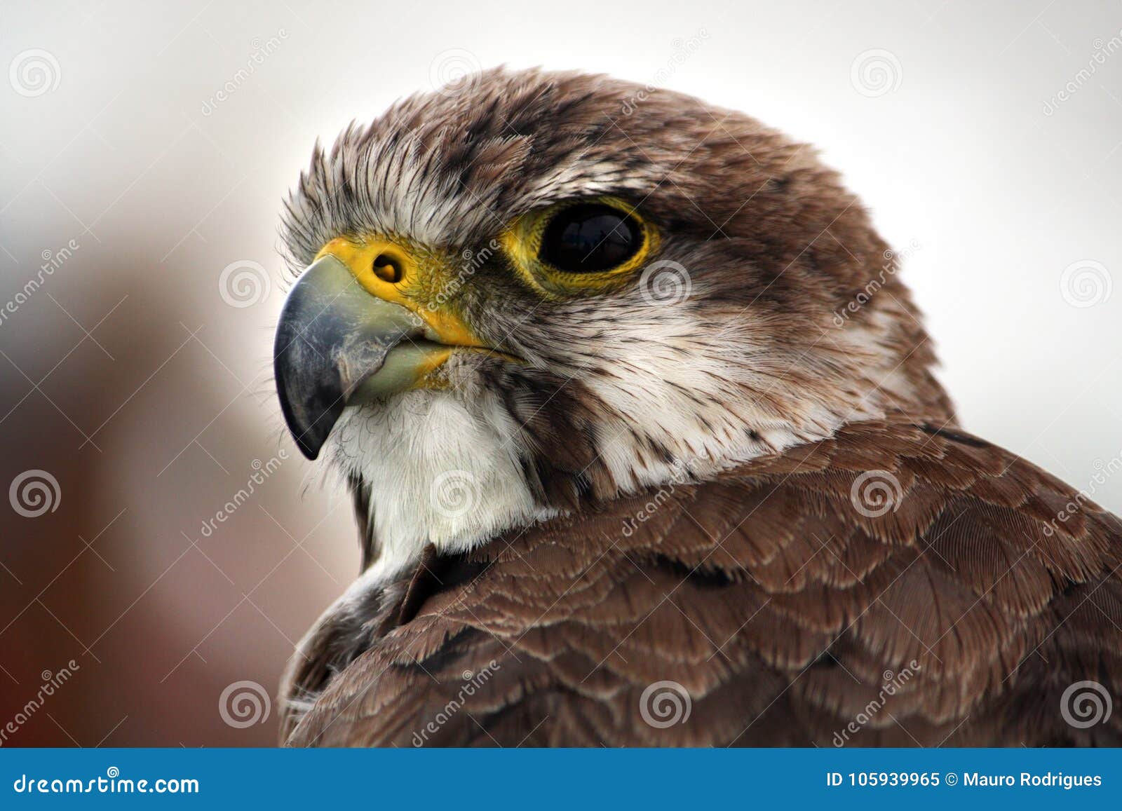 Saker Falcon stock image. Image of wildlife, beautiful - 105939965