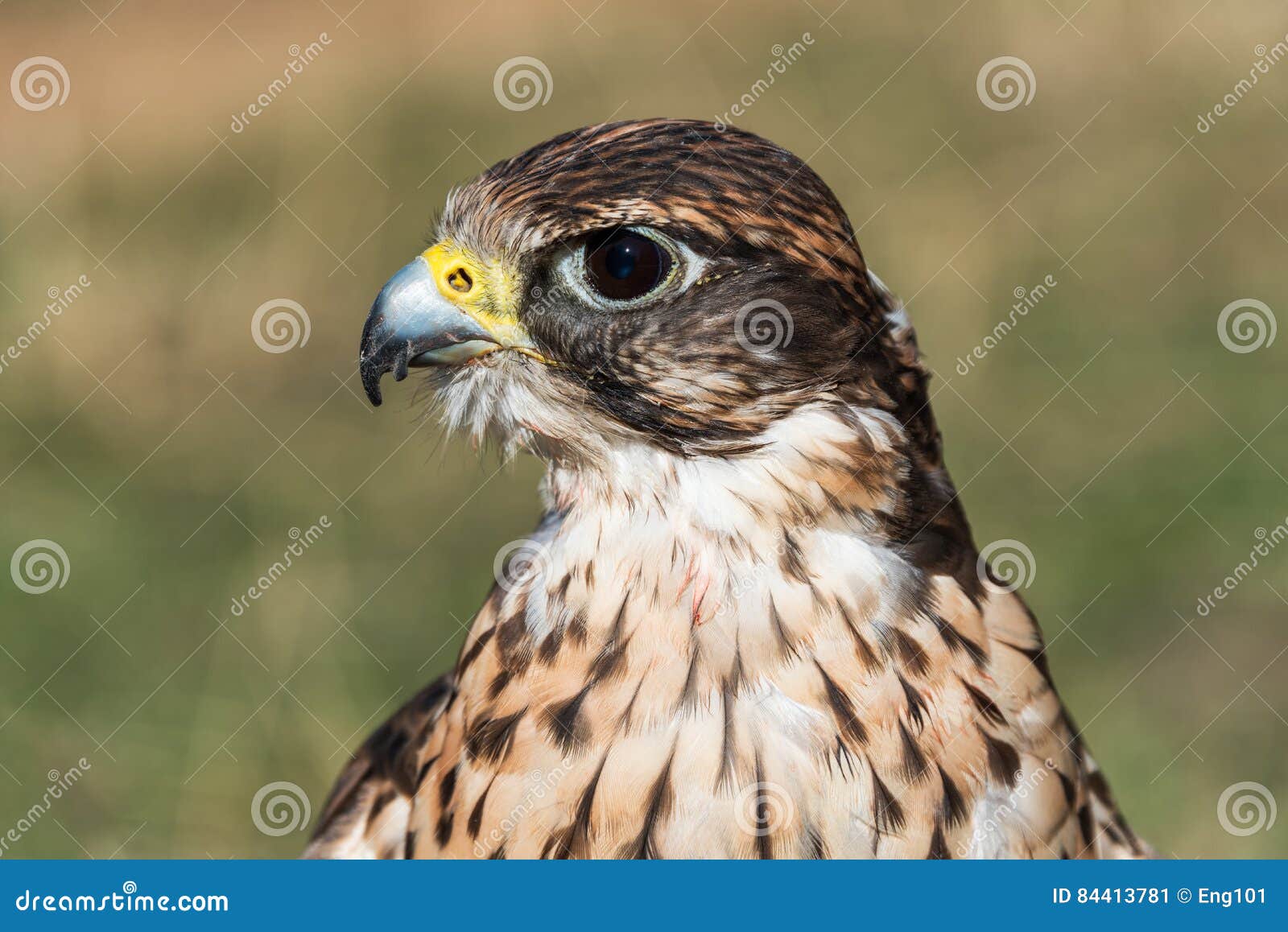 Saker Falcon Closeup of the Head Stock Image - Image of hawking, falcon ...