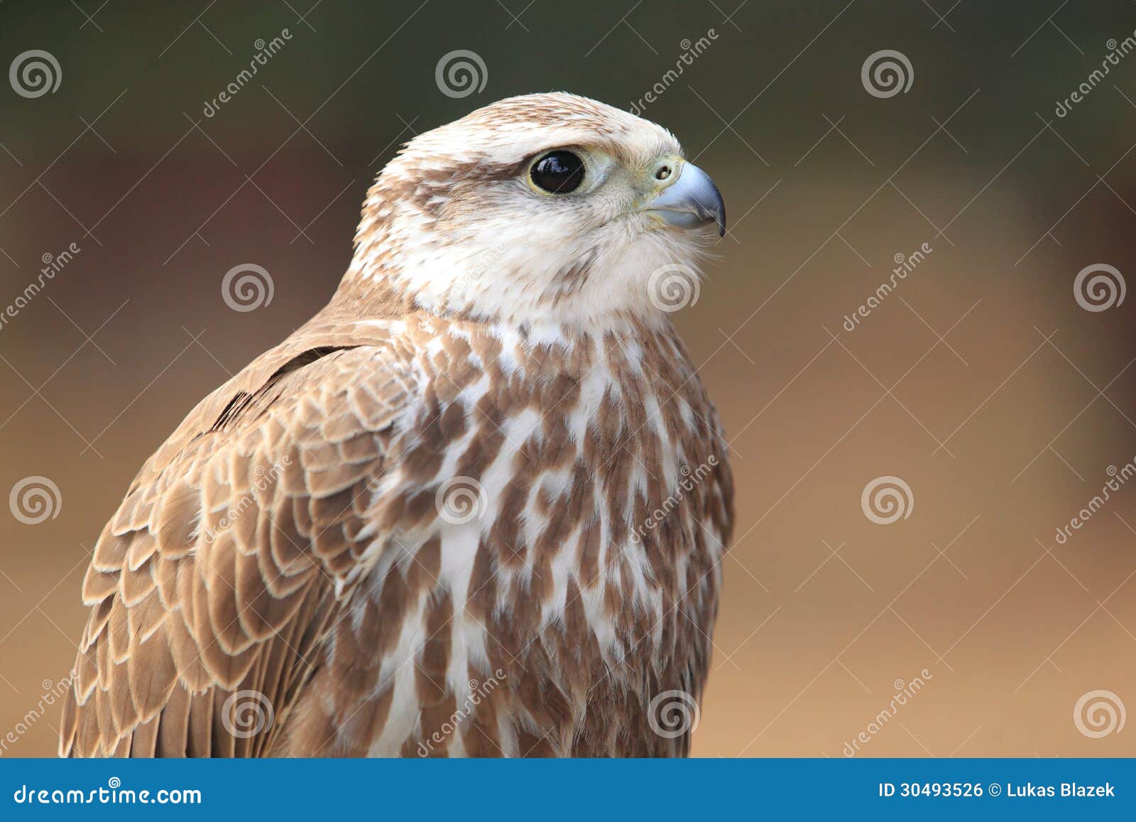 Saker falcon stock photo. Image of predator, animal, wild - 30493526