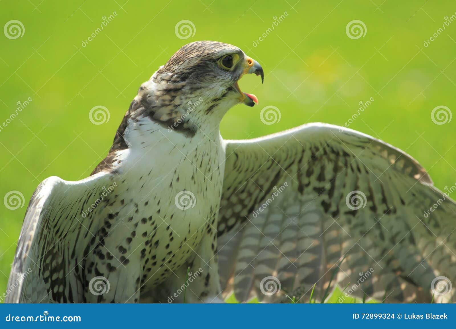 52 Screaming Falcon Photos - Free & Royalty-Free Stock Photos from ...
