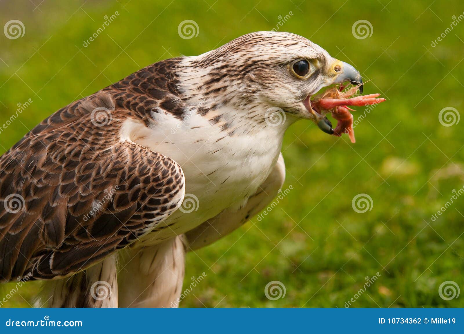 Saker Falcon eating stock photo. Image of falcon, predator - 10734362