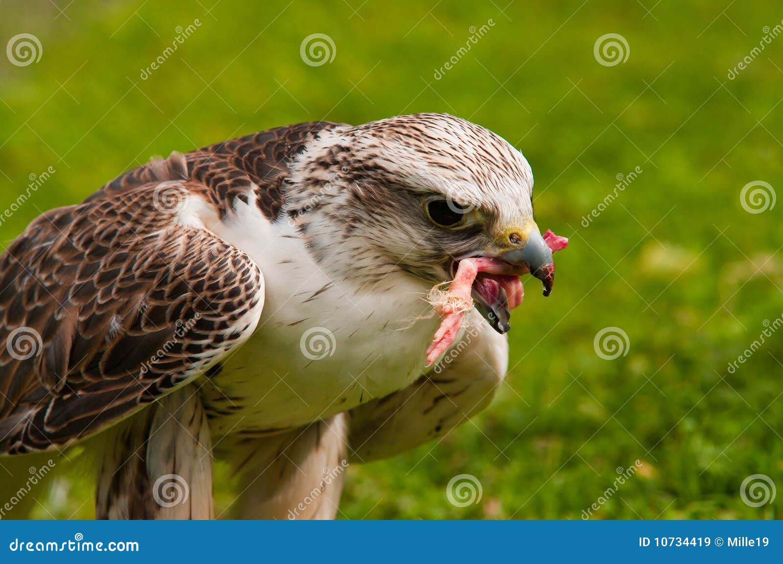 Saker Falcon eating stock image. Image of predator, falco - 10734419