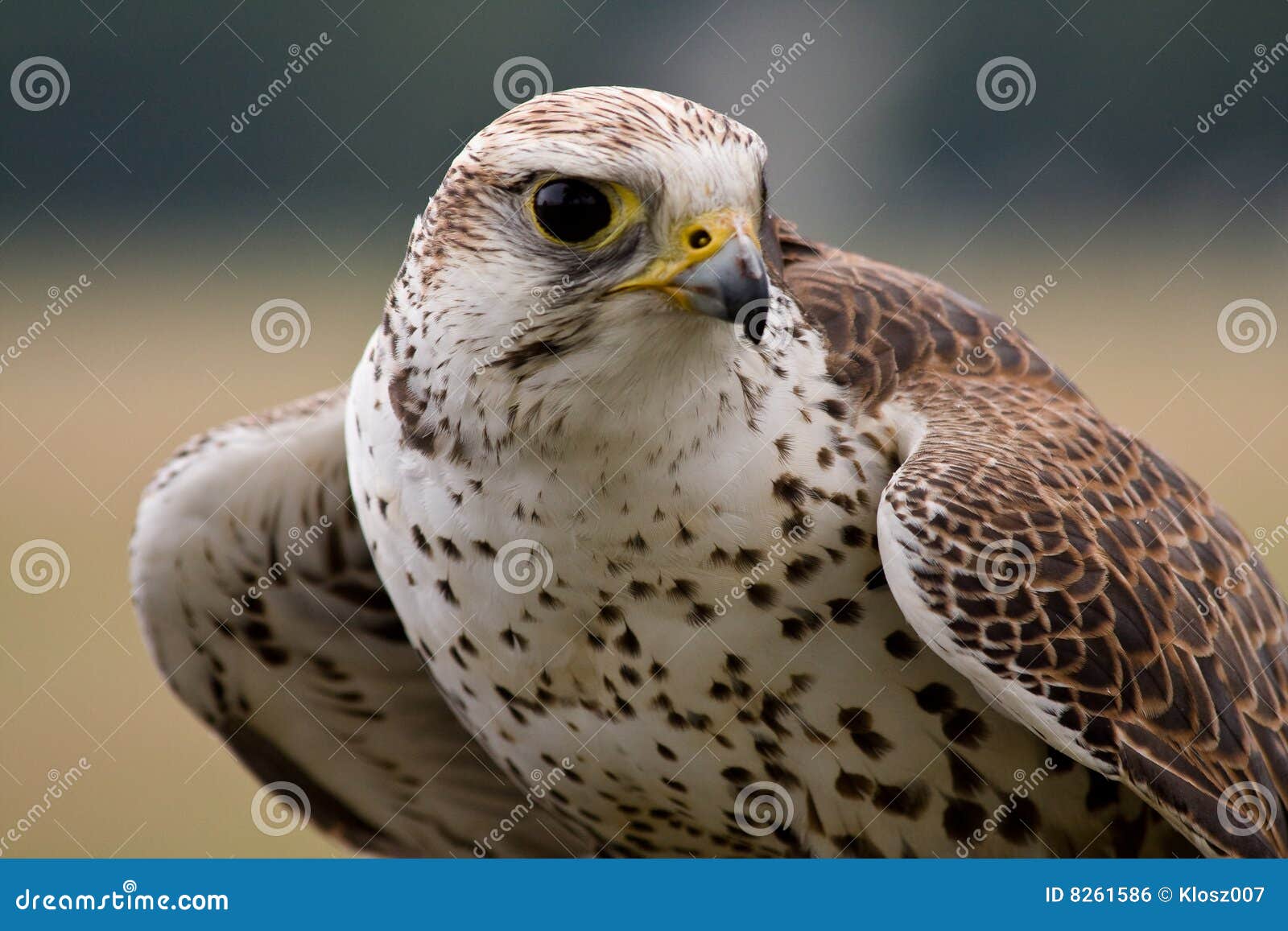Saker Falcon Royalty-Free Stock Image | CartoonDealer.com #27179224