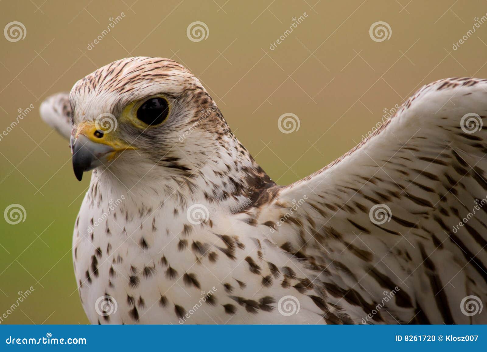 Saker falcon face stock photo. Image of animal, wild, predator - 8261720