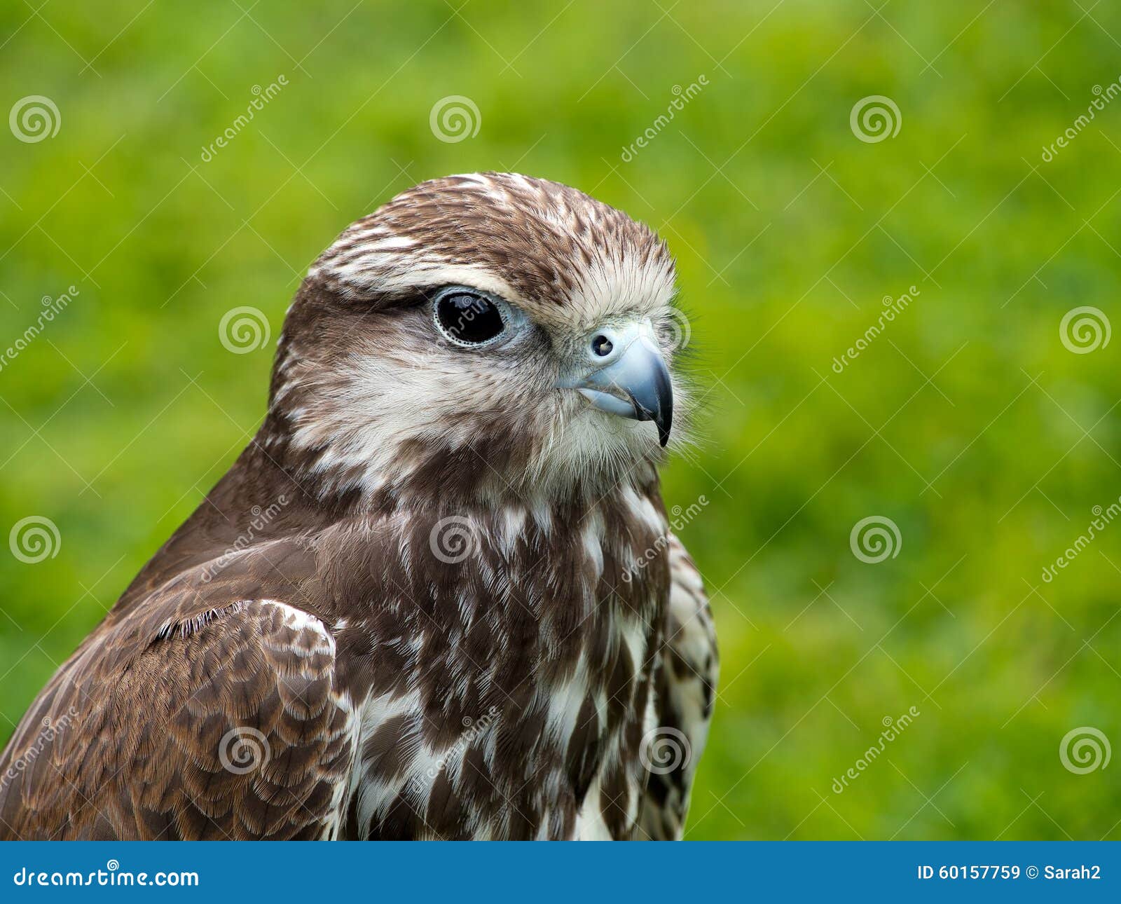 Saker Falcon, Face Profile. Bird of Prey. Stock Image - Image of prey ...