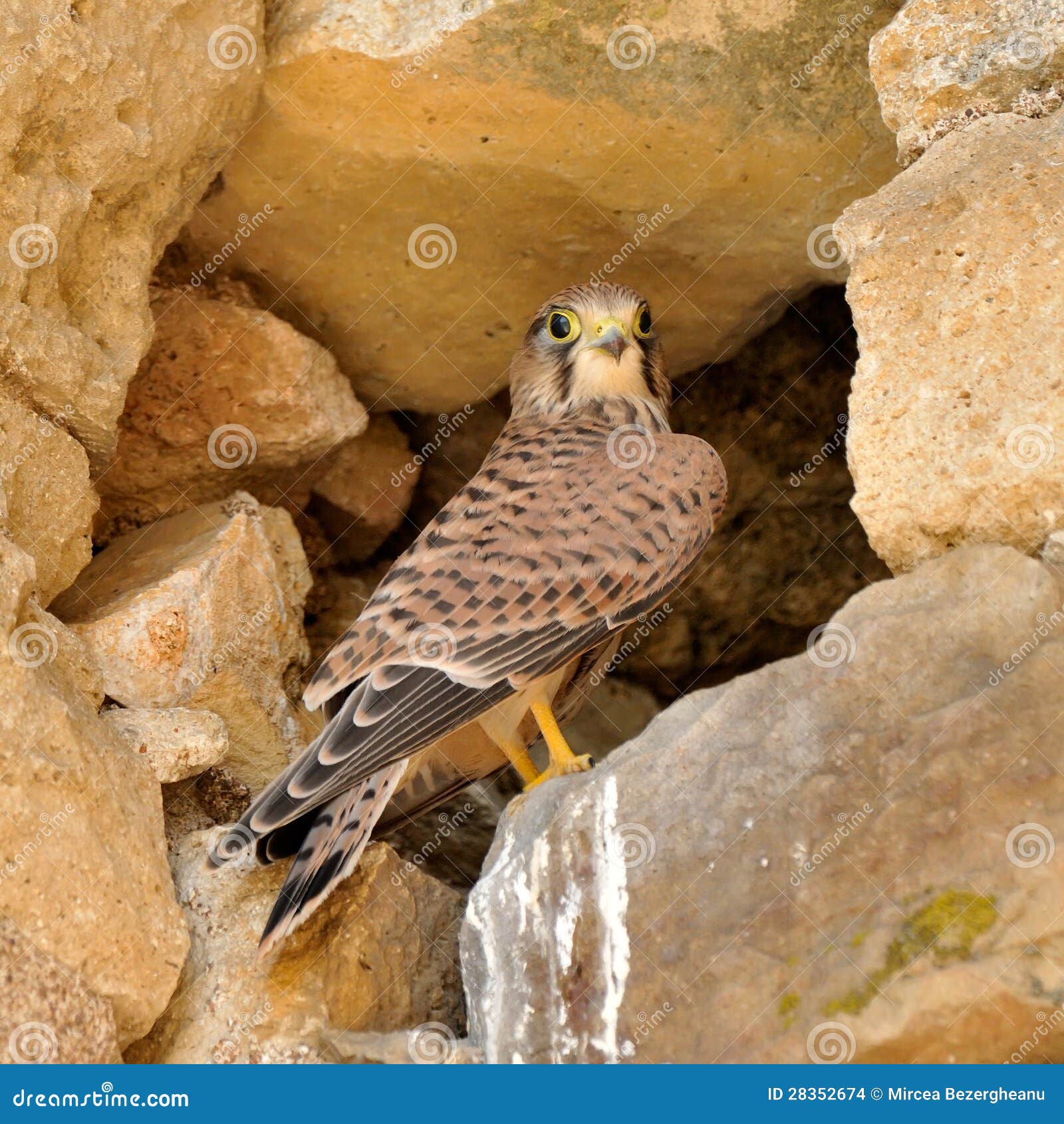 Saker Falcon (Falco Cherrug) Stock Photo - Image of habitat, endangered ...