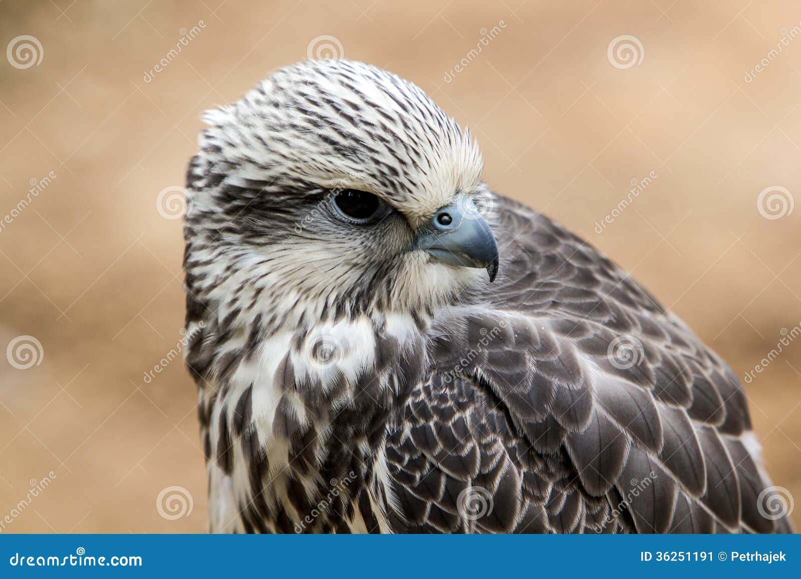 Saker Falcon stock image. Image of pecker, nature, bird - 36251191