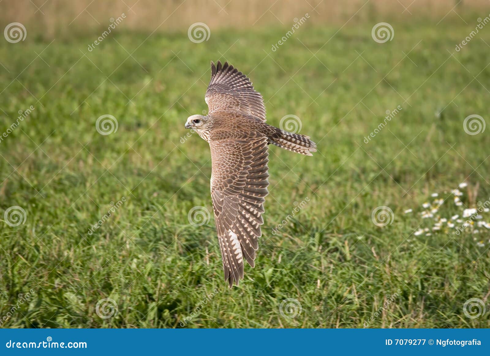 Saker falcon in flight stock image. Image of detai, falcon - 7079277