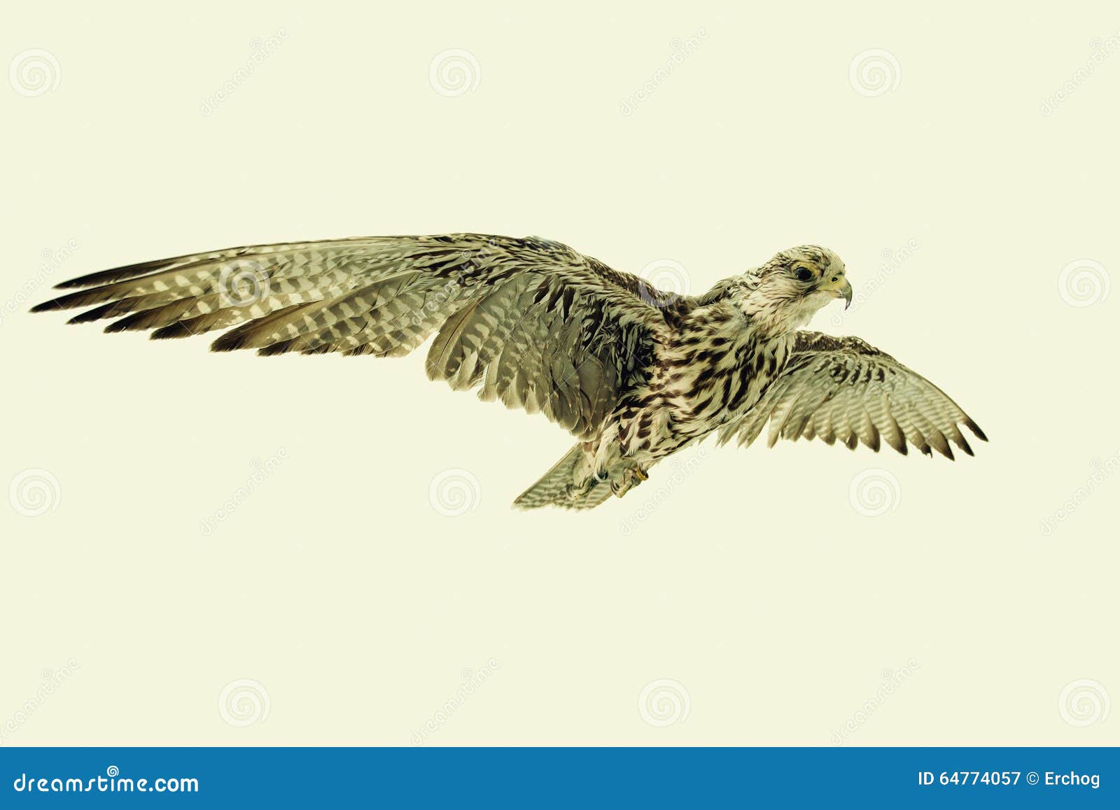 Saker Falcon in flight stock image. Image of wing, spread - 64774057