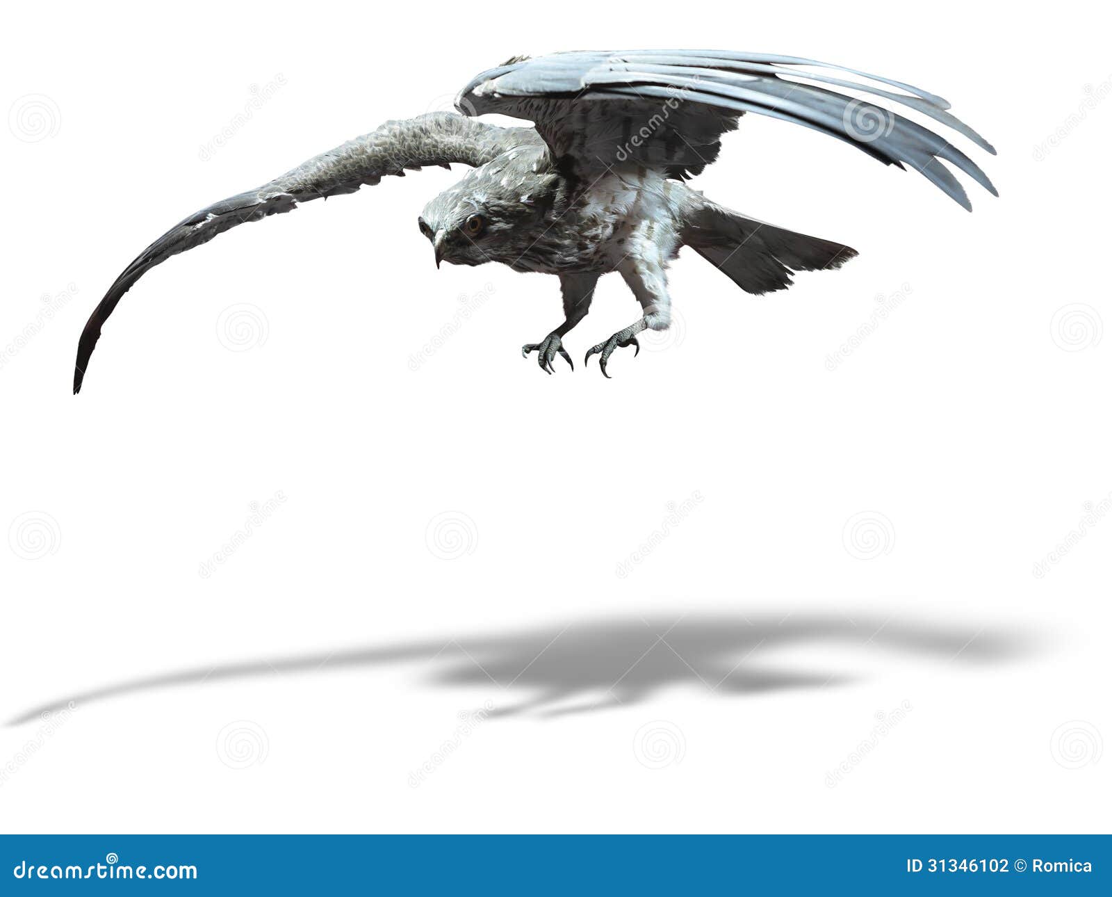 Saker Falcon In Flight Over White Background Stock Photo - Image of ...