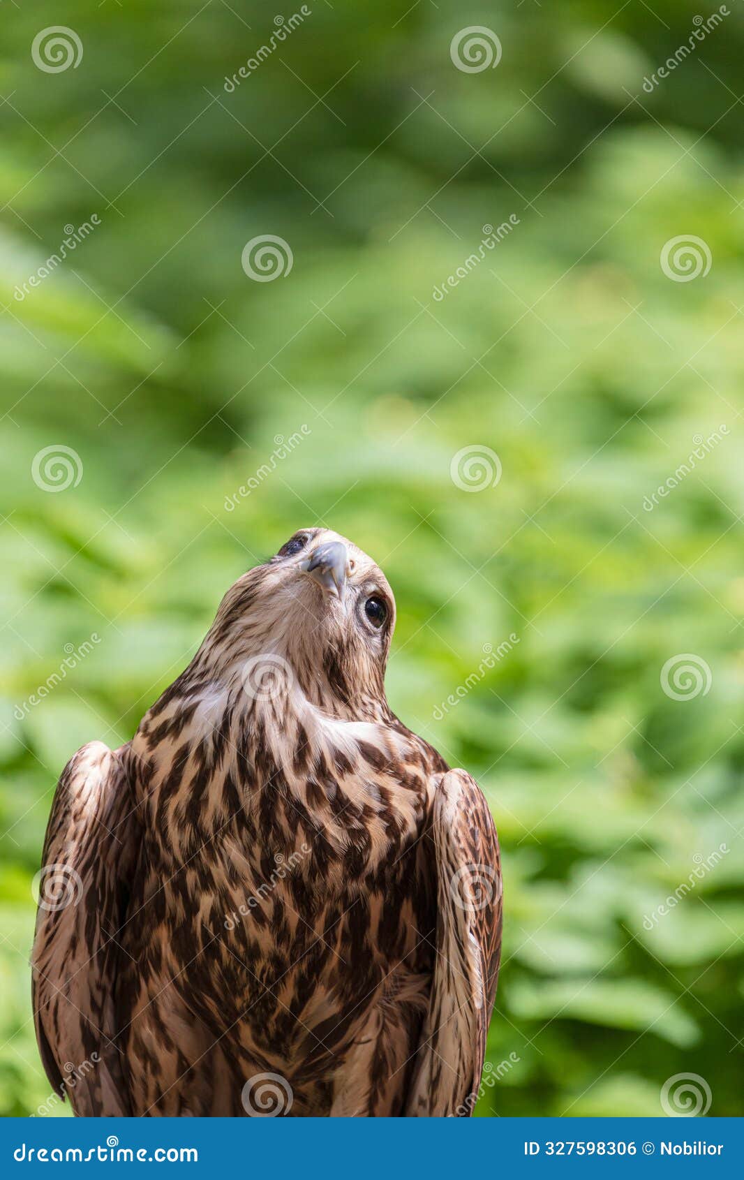 The Saker Falcon in a Forest Stock Photo - Image of animal, wildlife ...