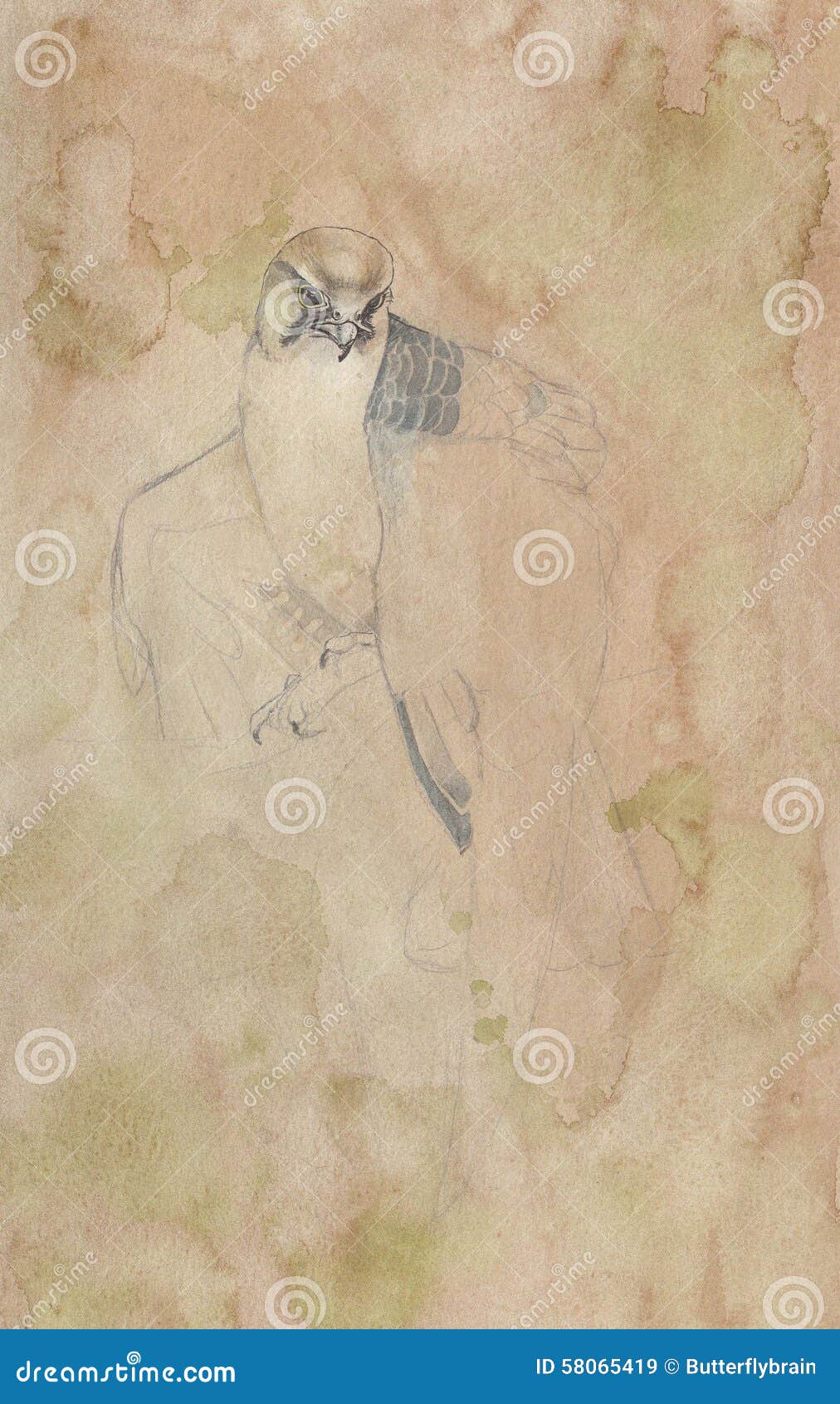 The Saker Falcon Falco Cherrug Black And White Vector Illustration ...