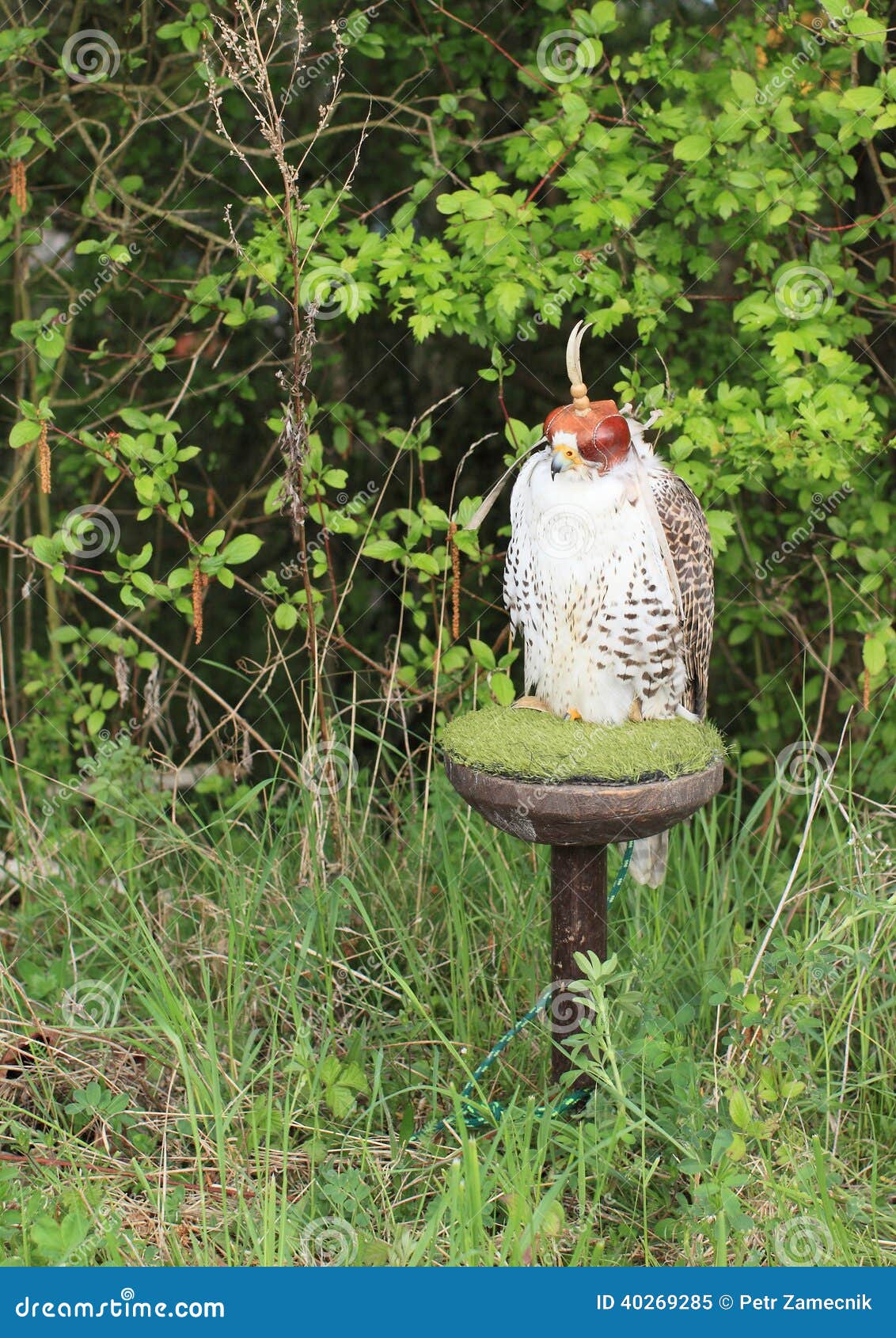 Falcon Hunting. Closeup Portrait Of A Falcon With Telemetry Transmitter ...