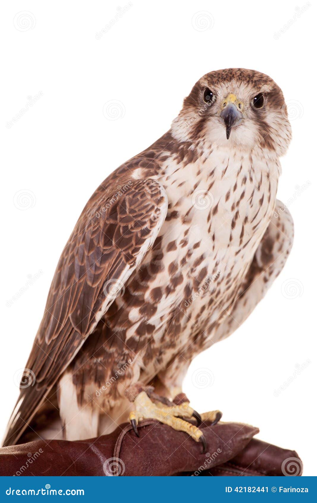White Saker Falcon