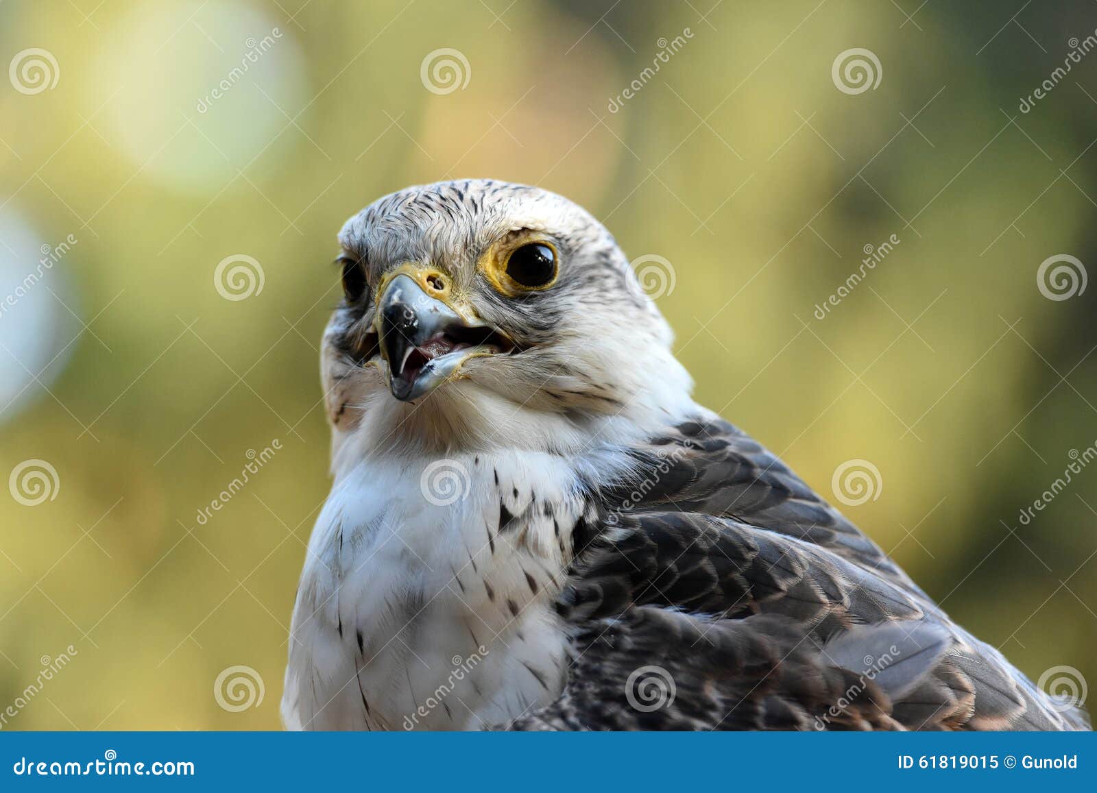 Saker falcon stock image. Image of center, flight, animal - 61819015