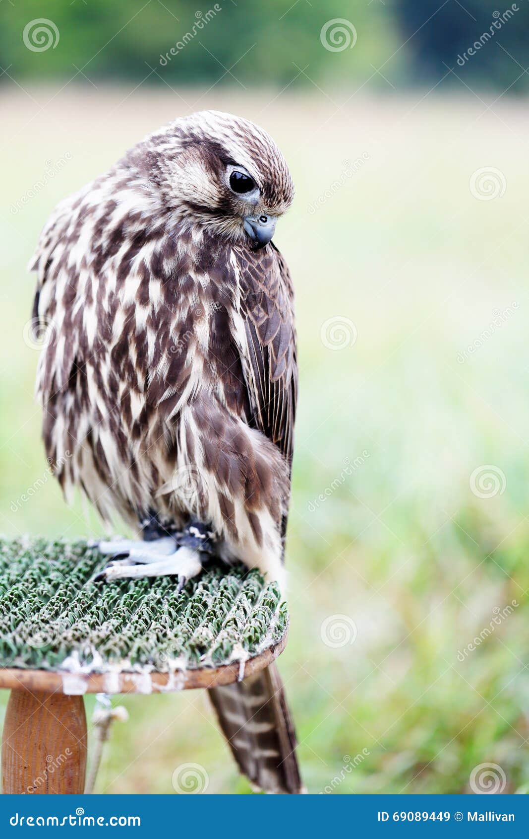 Saker Falcon Sits on a Stand Stock Image - Image of brown, animal: 69089449