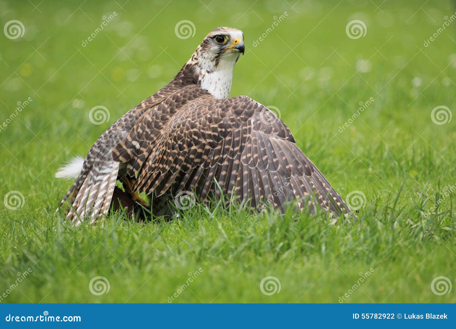 Saker falcon stock photo. Image of grass, bird, animal - 55782922