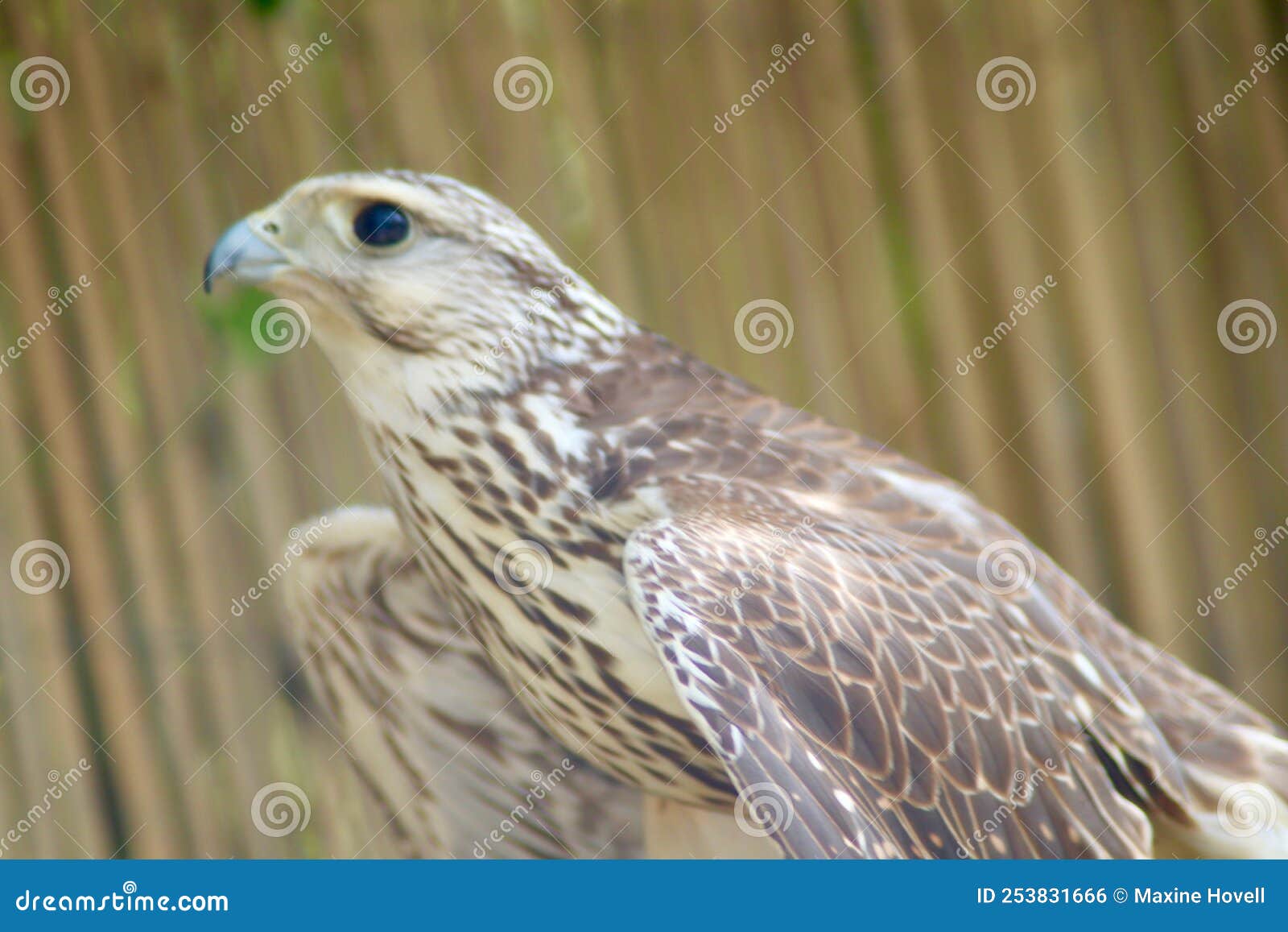 Saker Falcon in Take Off Pose Stock Photo - Image of naturephotography ...
