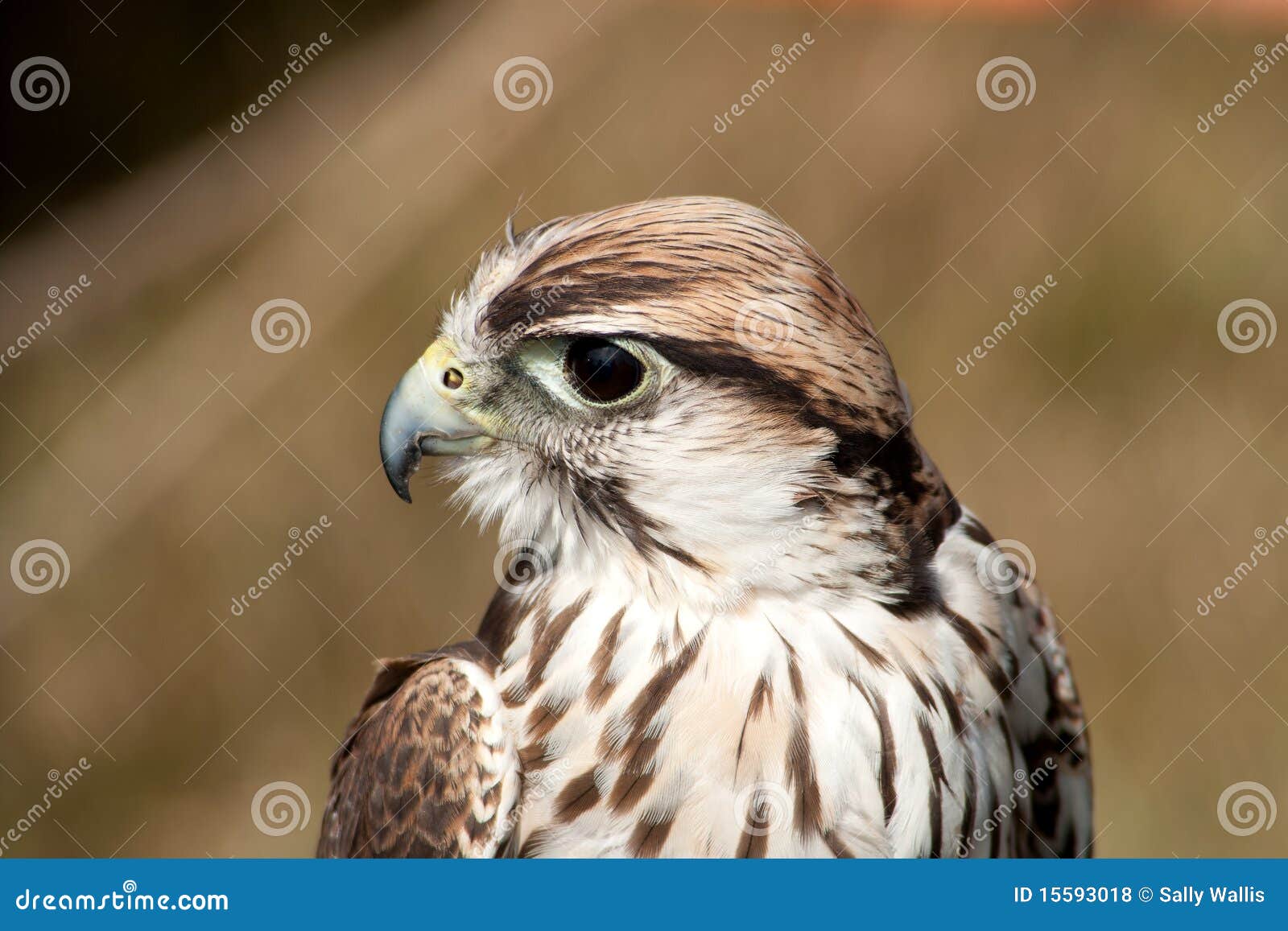 Falcon Demonstrating Stock Photos - Free & Royalty-Free Stock Photos ...