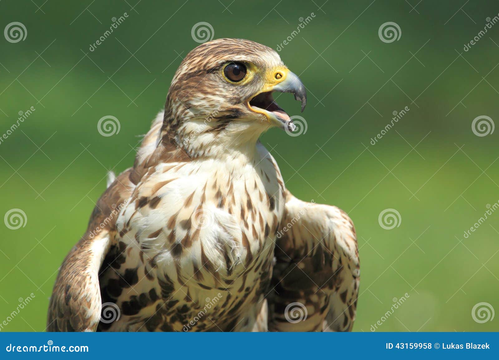 Saker falcon stock photo. Image of open, bird, animal - 43159958