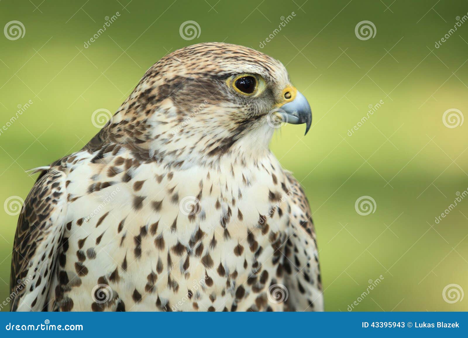 Saker falcon stock image. Image of animal, wild, hierofalcon - 43395943