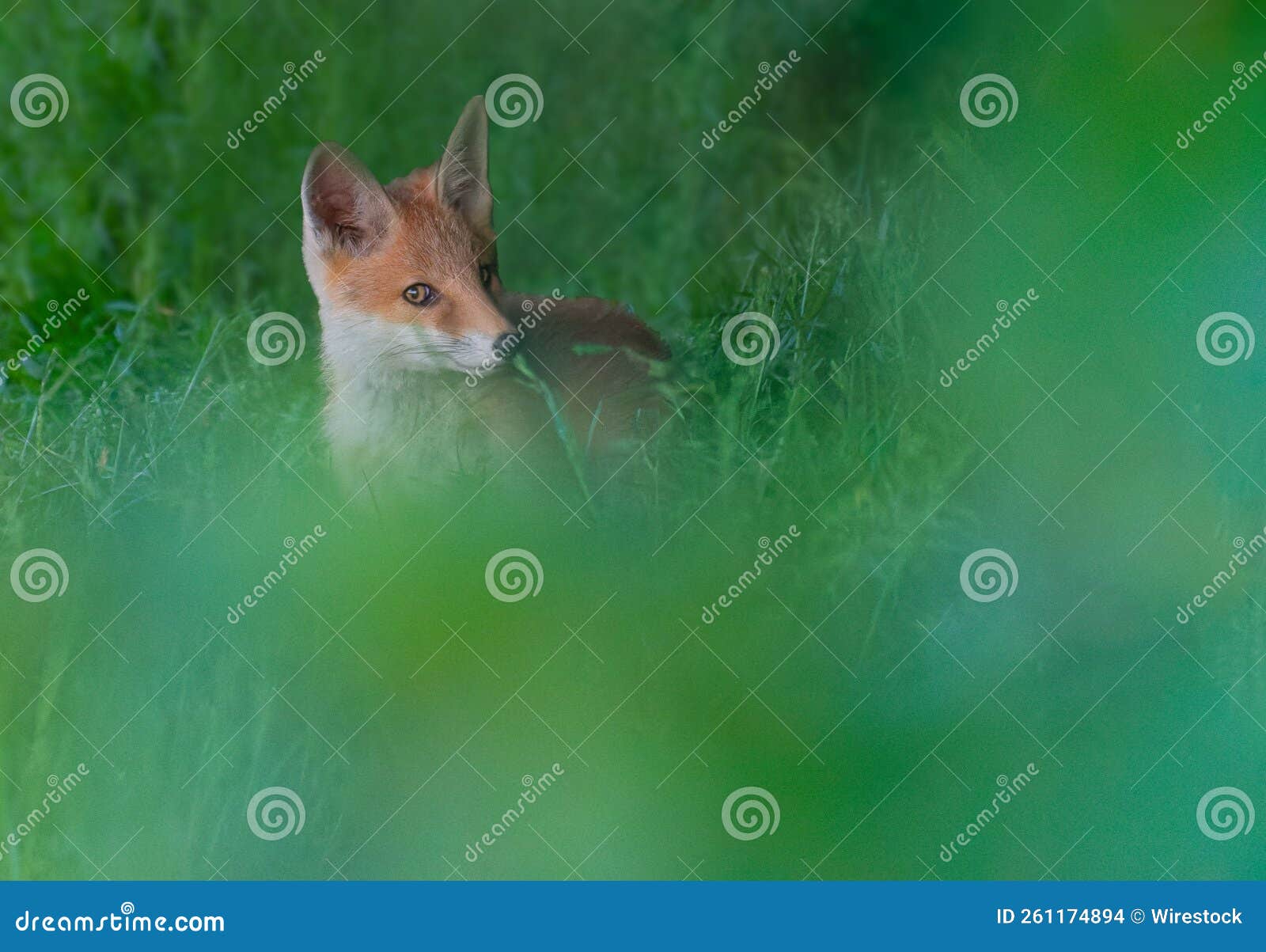Sakhalin Fox through Grass Fields in Stock Photo - Image of look, grass ...