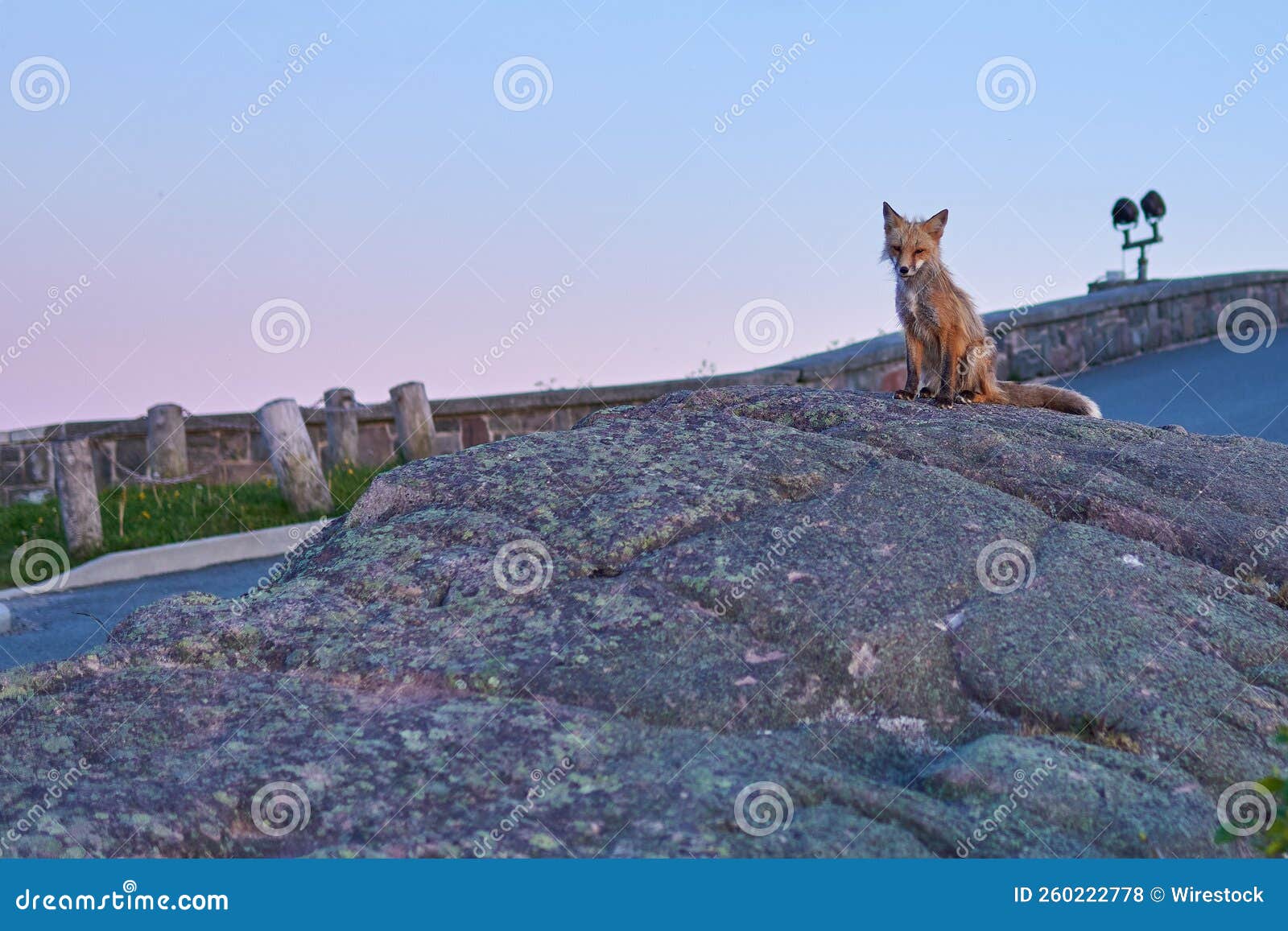 Sakhalin Fox on a Rocky Ground Under a Clear Blue Sky Stock Photo ...