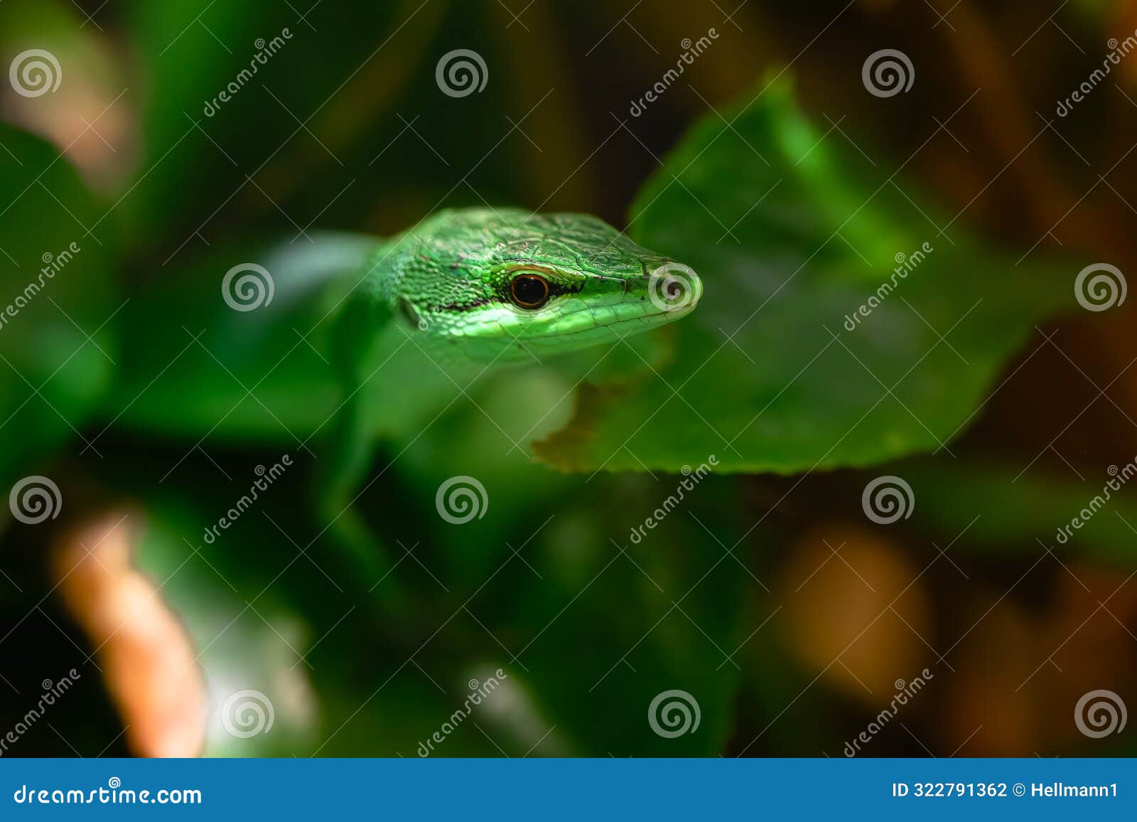 Sakishima Grass Lizard stock photo. Image of view, smooth - 322791362