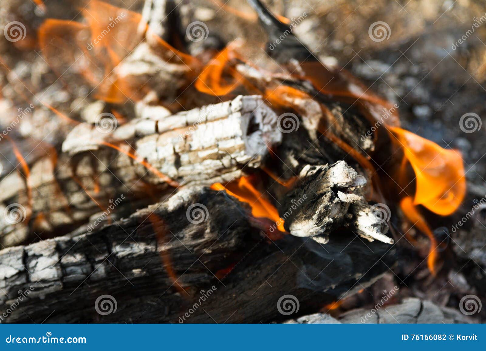 Saksaul burning in fire stock photo. Image of tree, light - 76166082