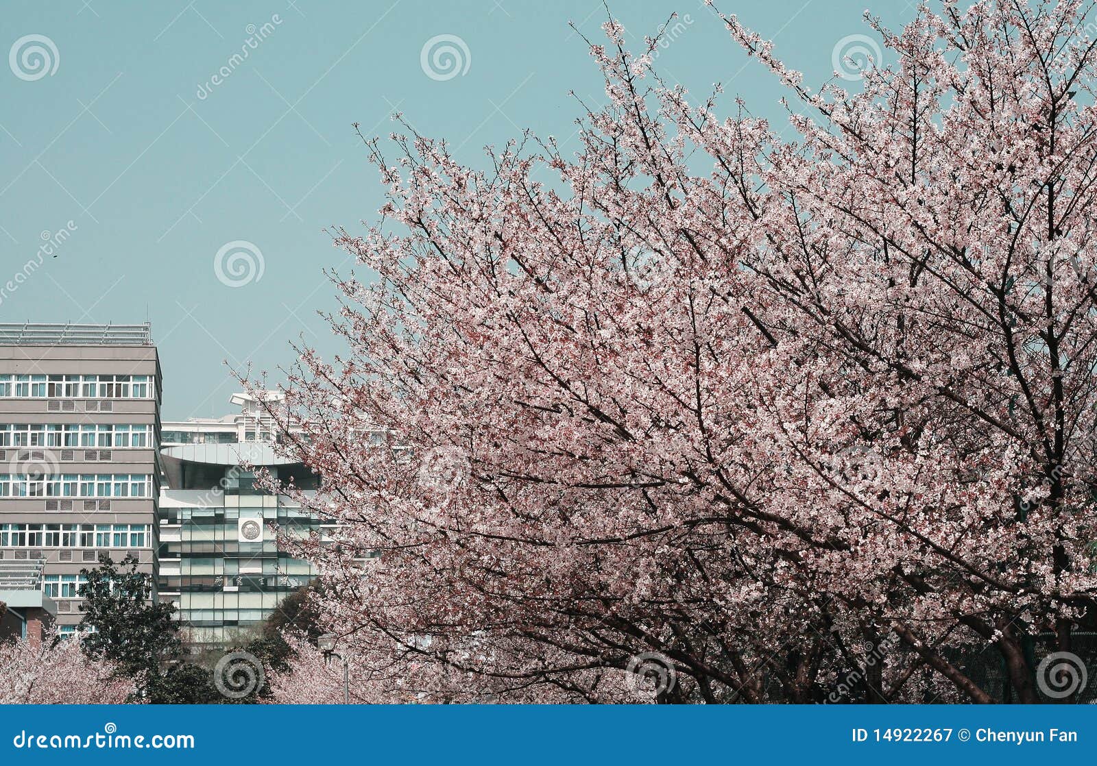 Sakura stock image. Image of building, pink, bright, university - 14922267